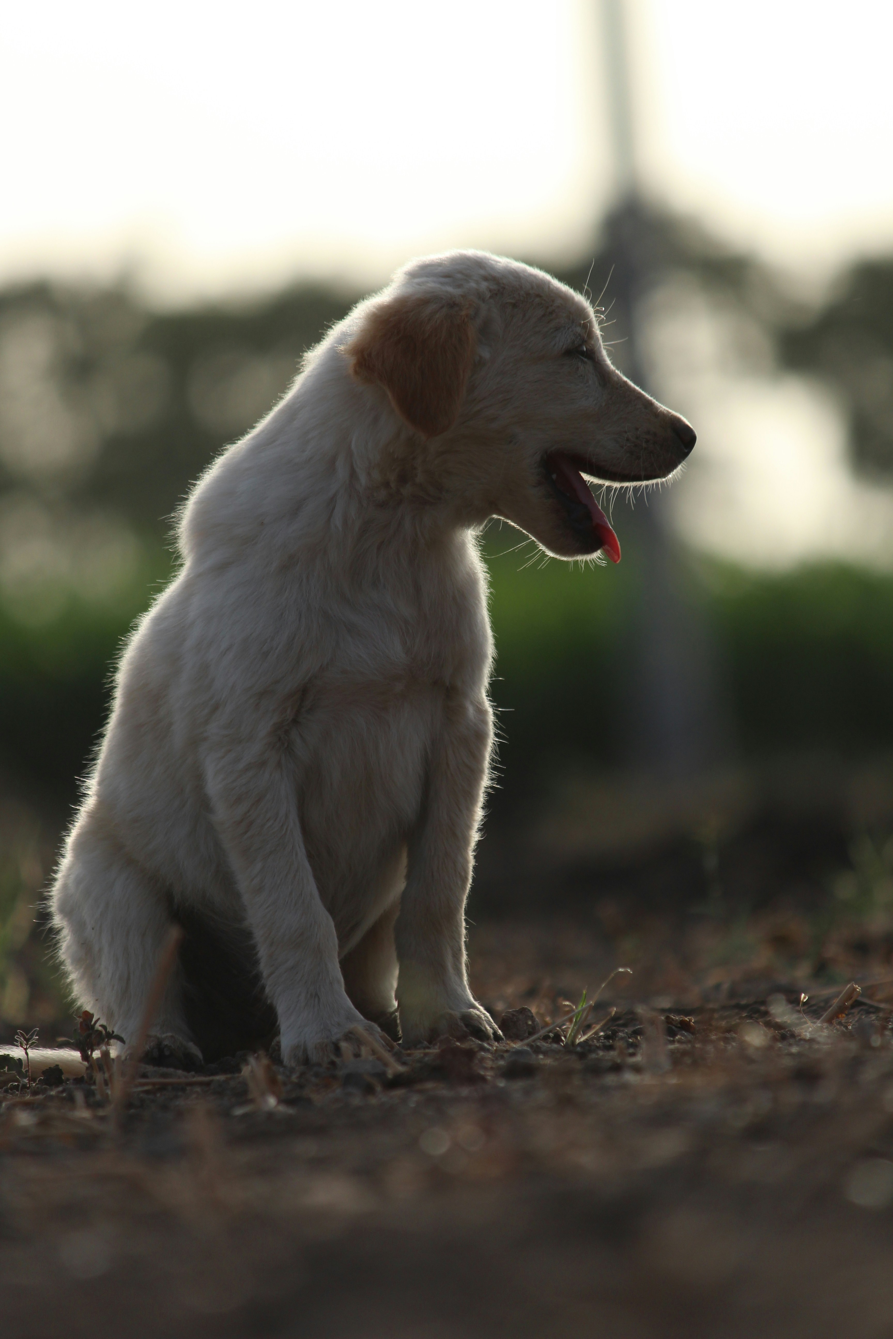 Lone Labrador Pup at Ground Level, Backlit and Curious
