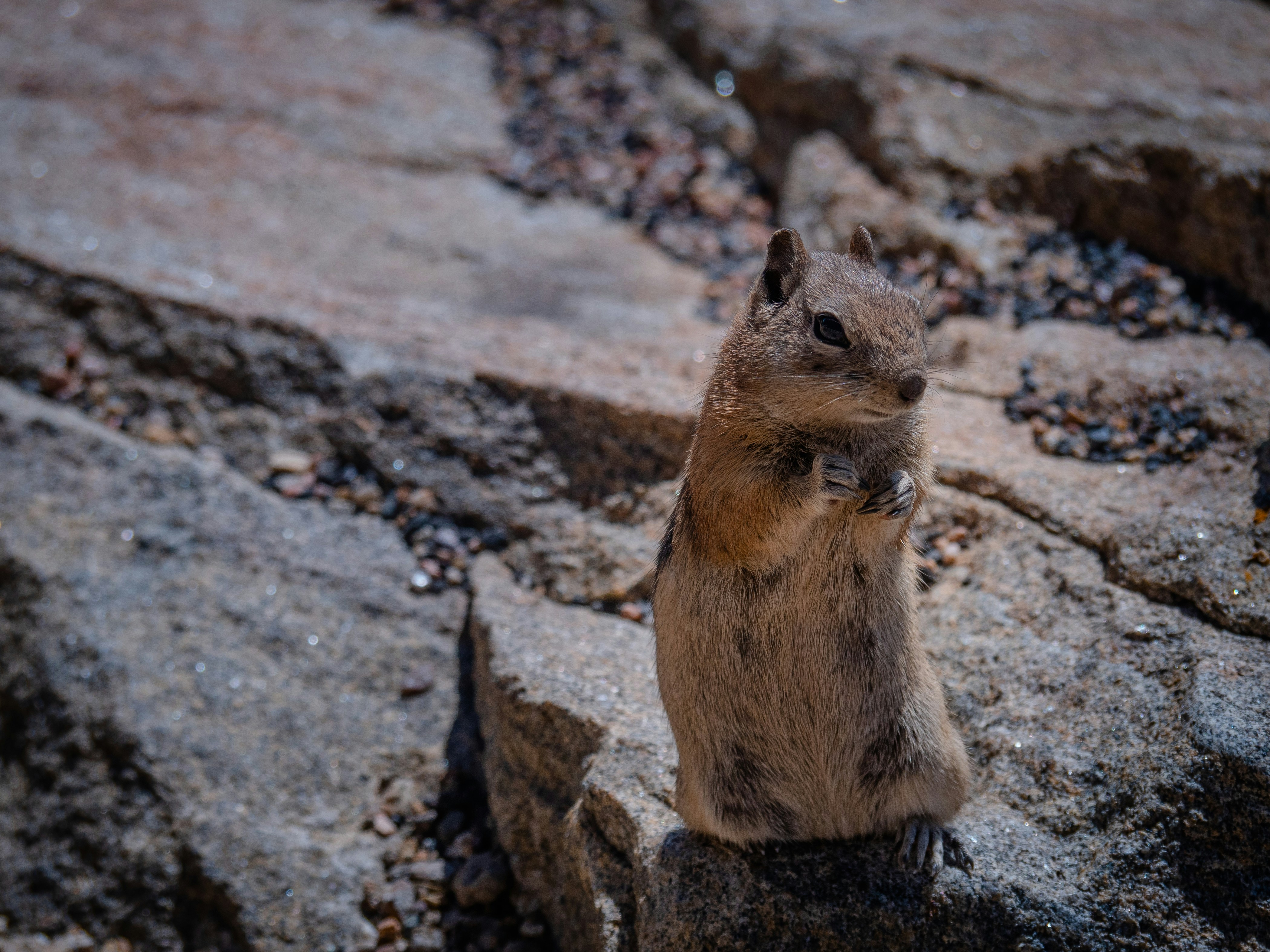Coastal Sentry: a curious squirrel pauses on weathered granite by the shore.