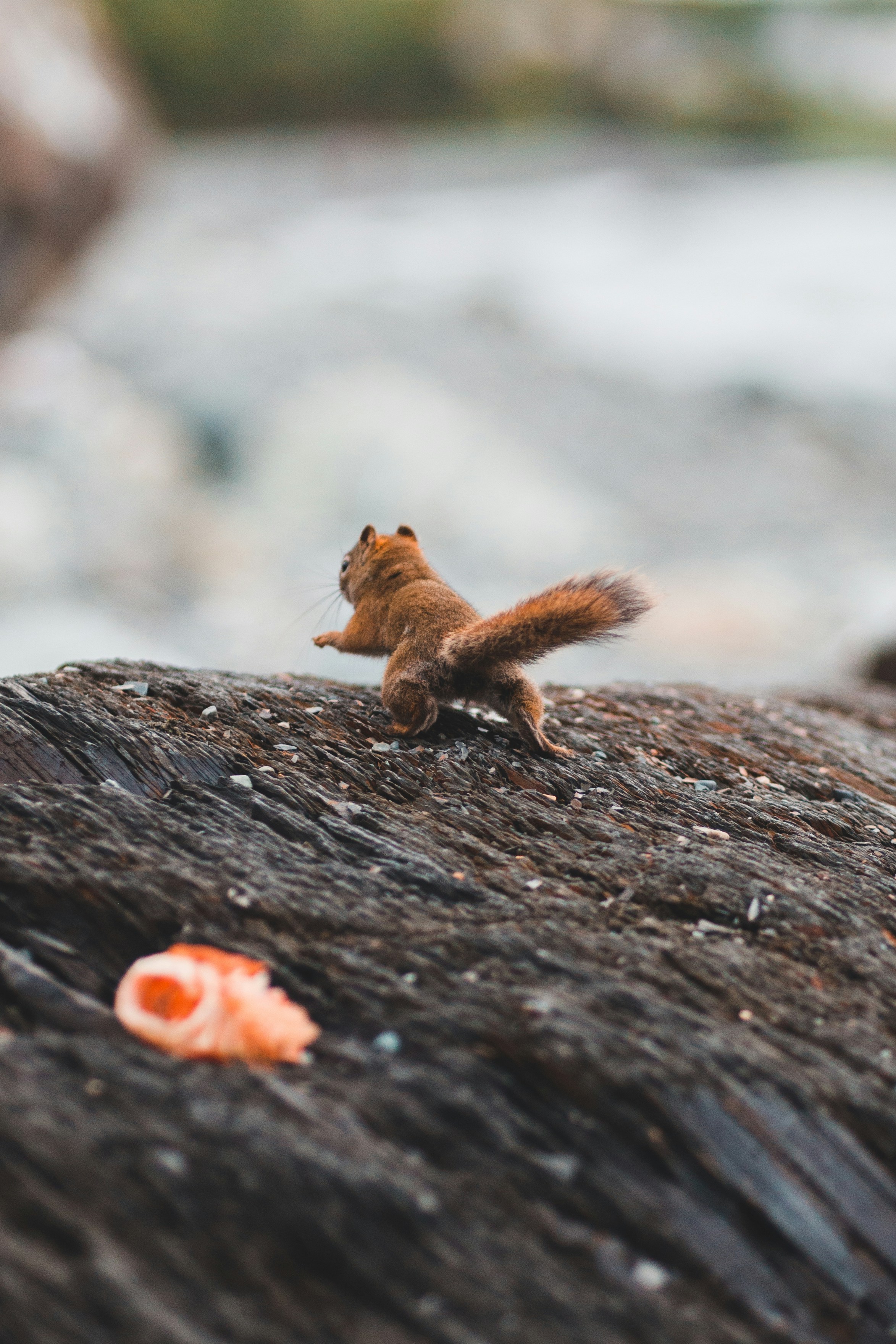 Squirrel on a Weathered Log Reaching for a Snack