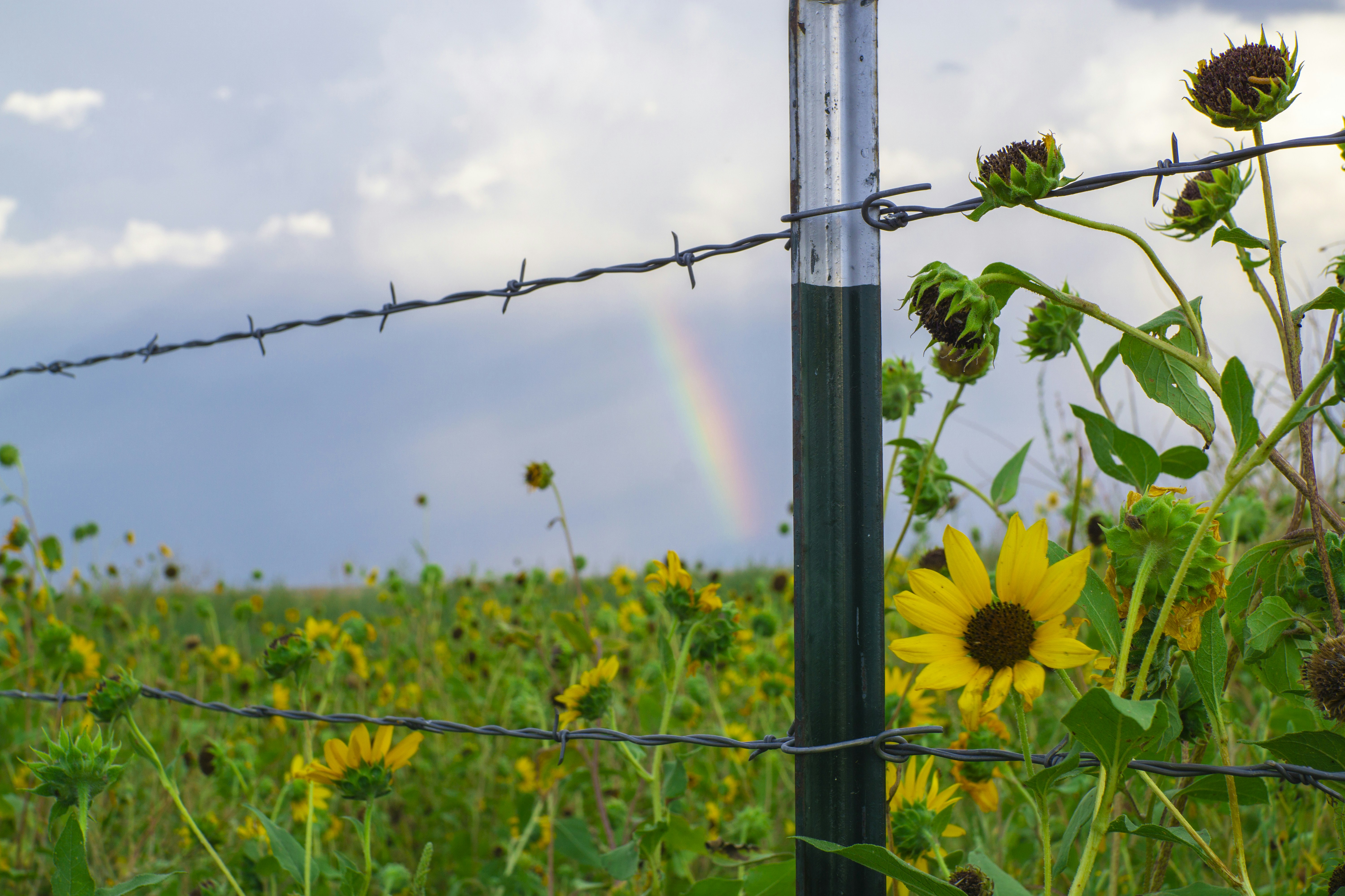 Barbed Wire Fence With Sunflowers In Field Under Rainbow After Storm