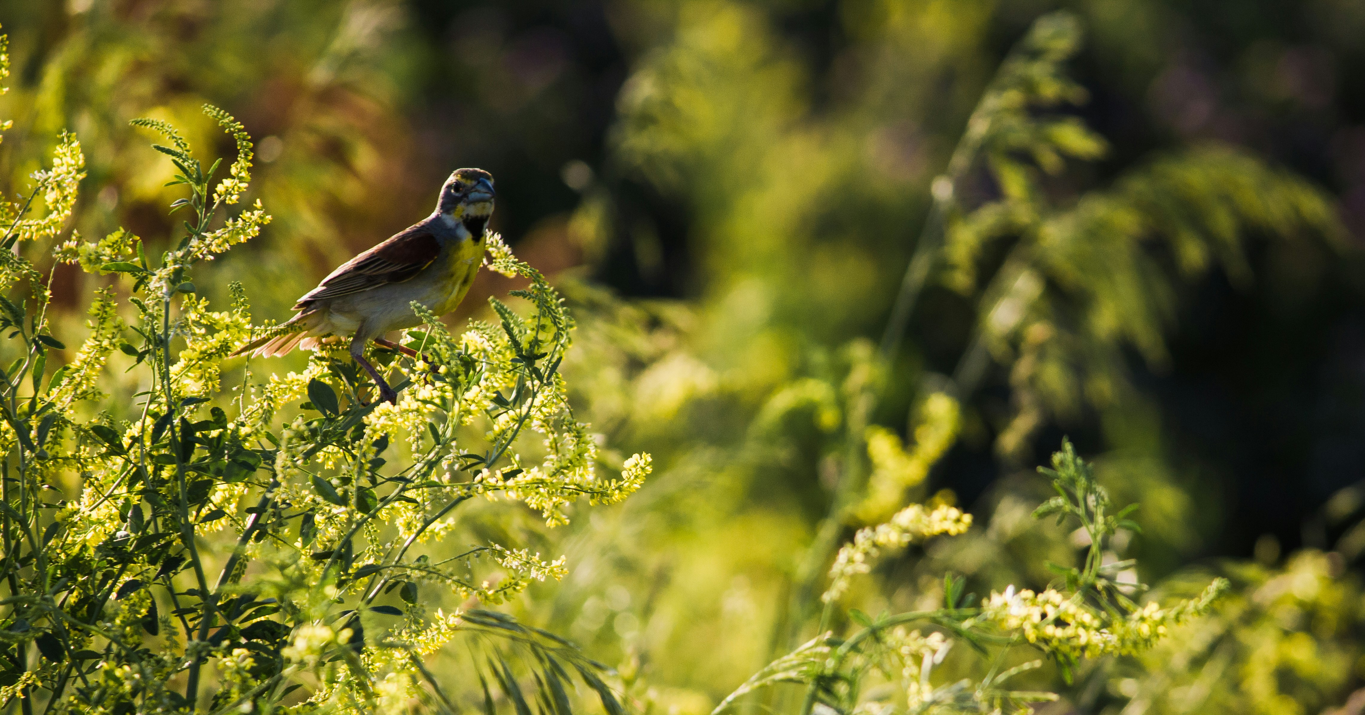 Sunlit Meadow Warbler Among Golden Blooms