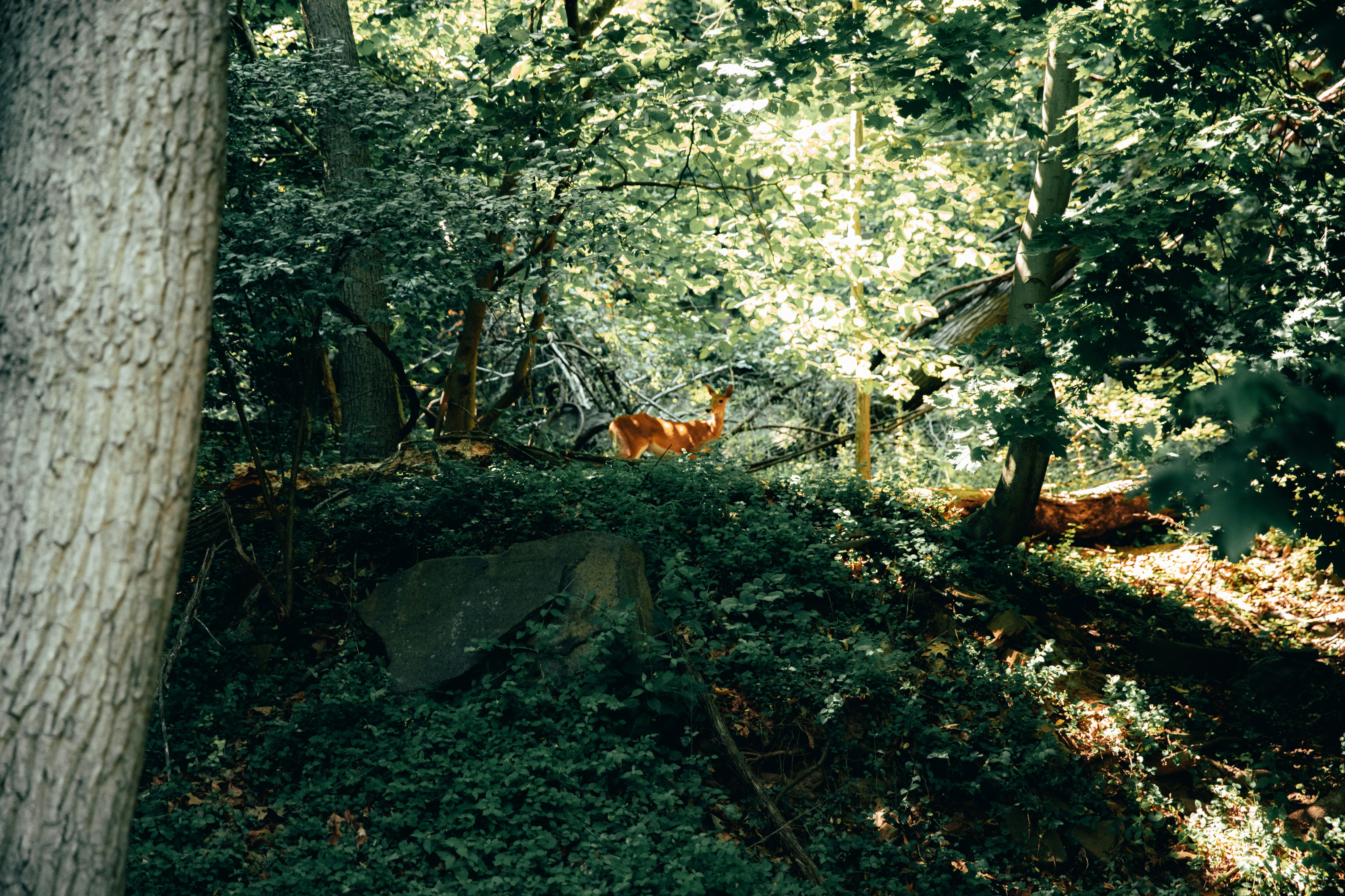 A deer stands gracefully among lush greenery in a sun-dappled forest, surrounded by towering trees and rocks. The scene captures the tranquility of nature.