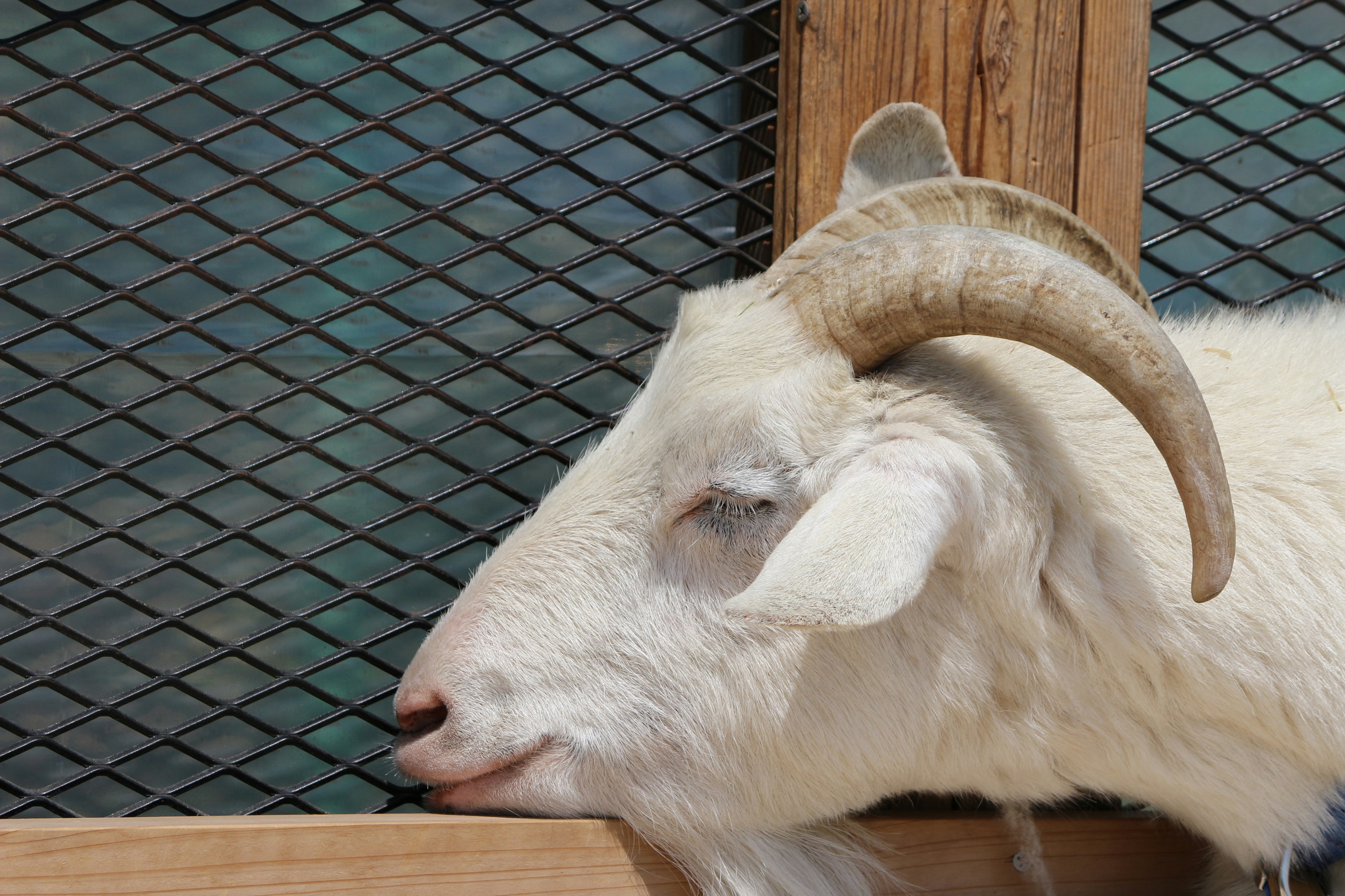 Quiet Contemplation: White Goat Resting by a Wooden Ledge Before a Metal Mesh
