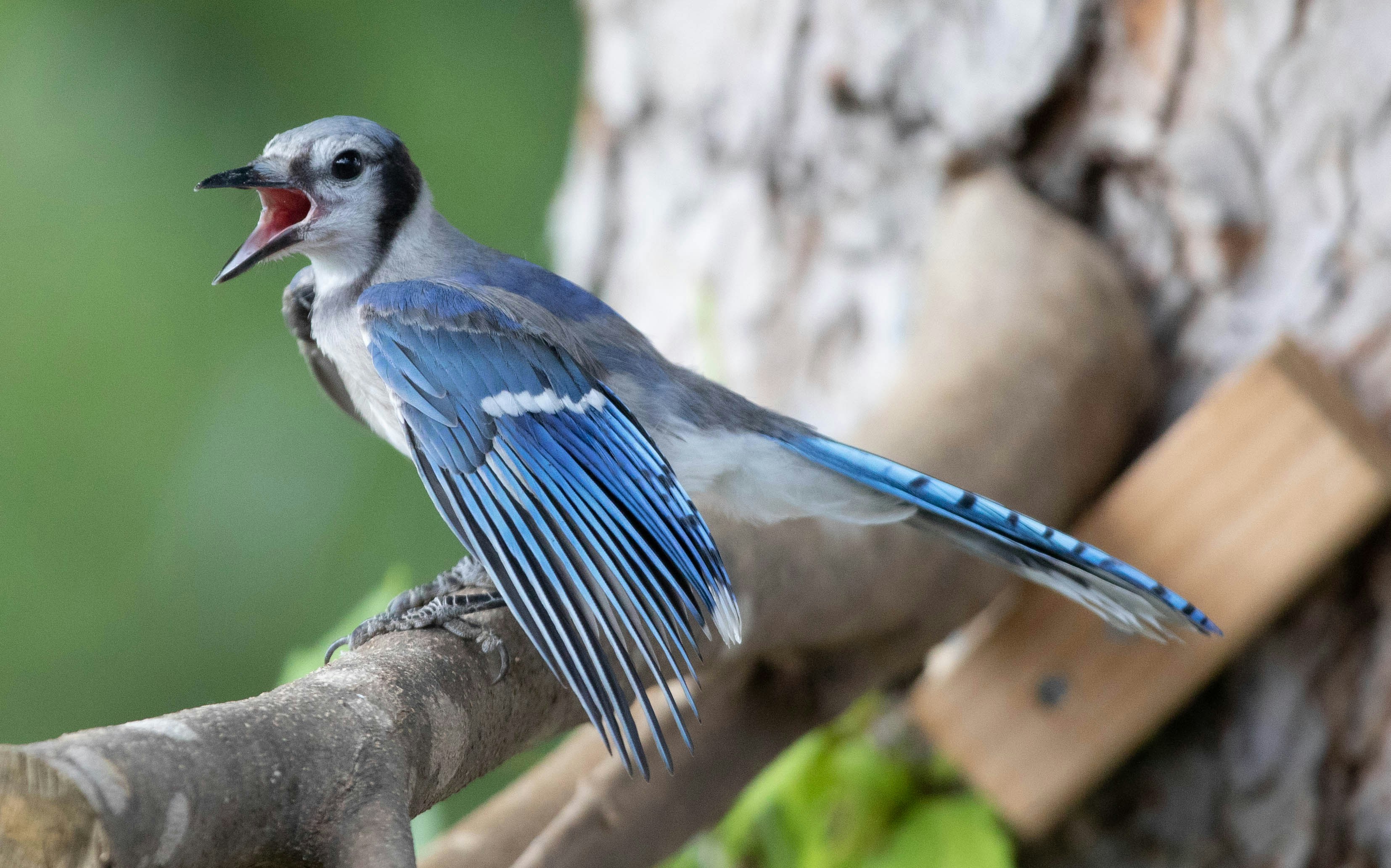 Call of the Blue Jay on a Weathered Branch
