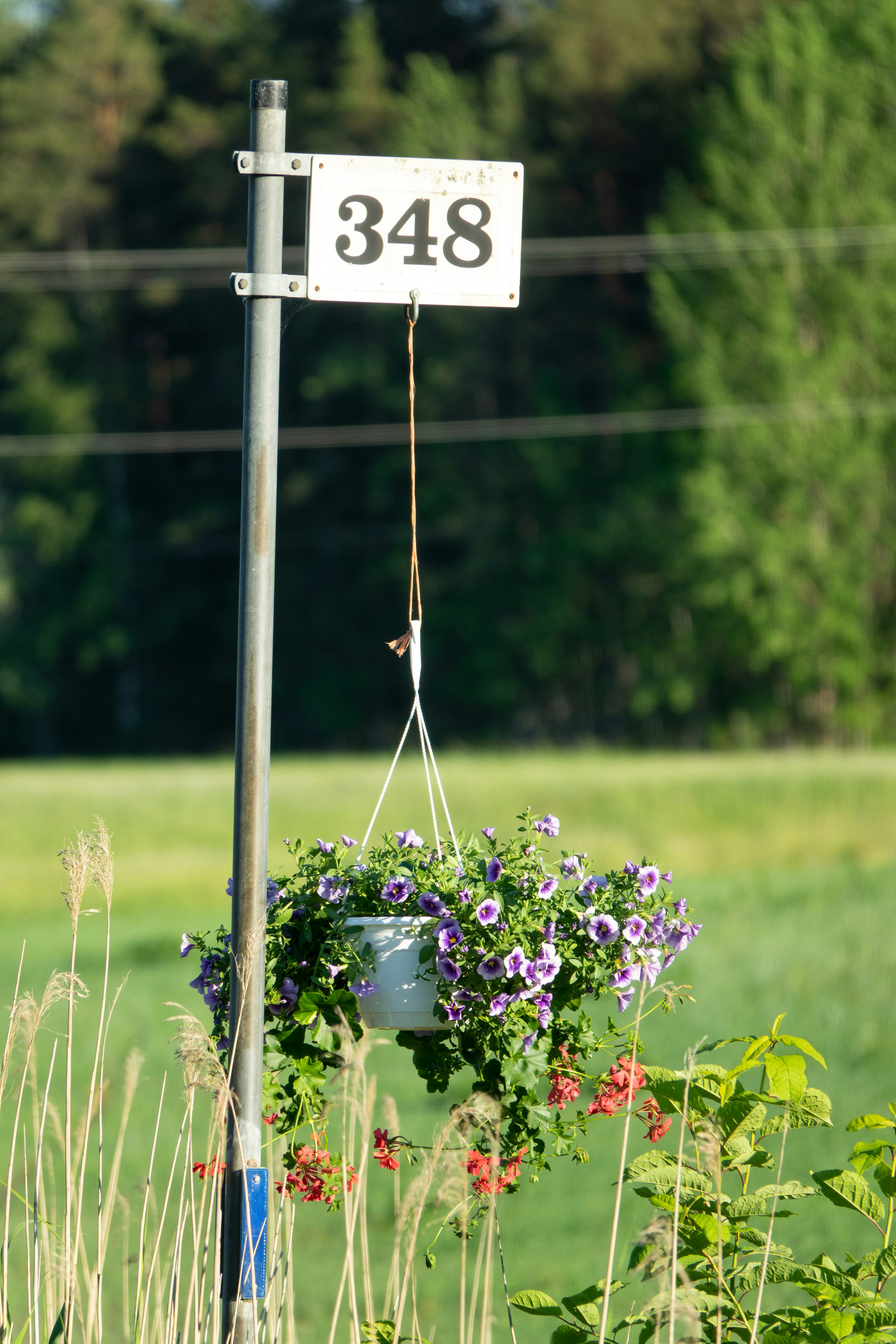 Hanging Blooms by a Weathered Signpost