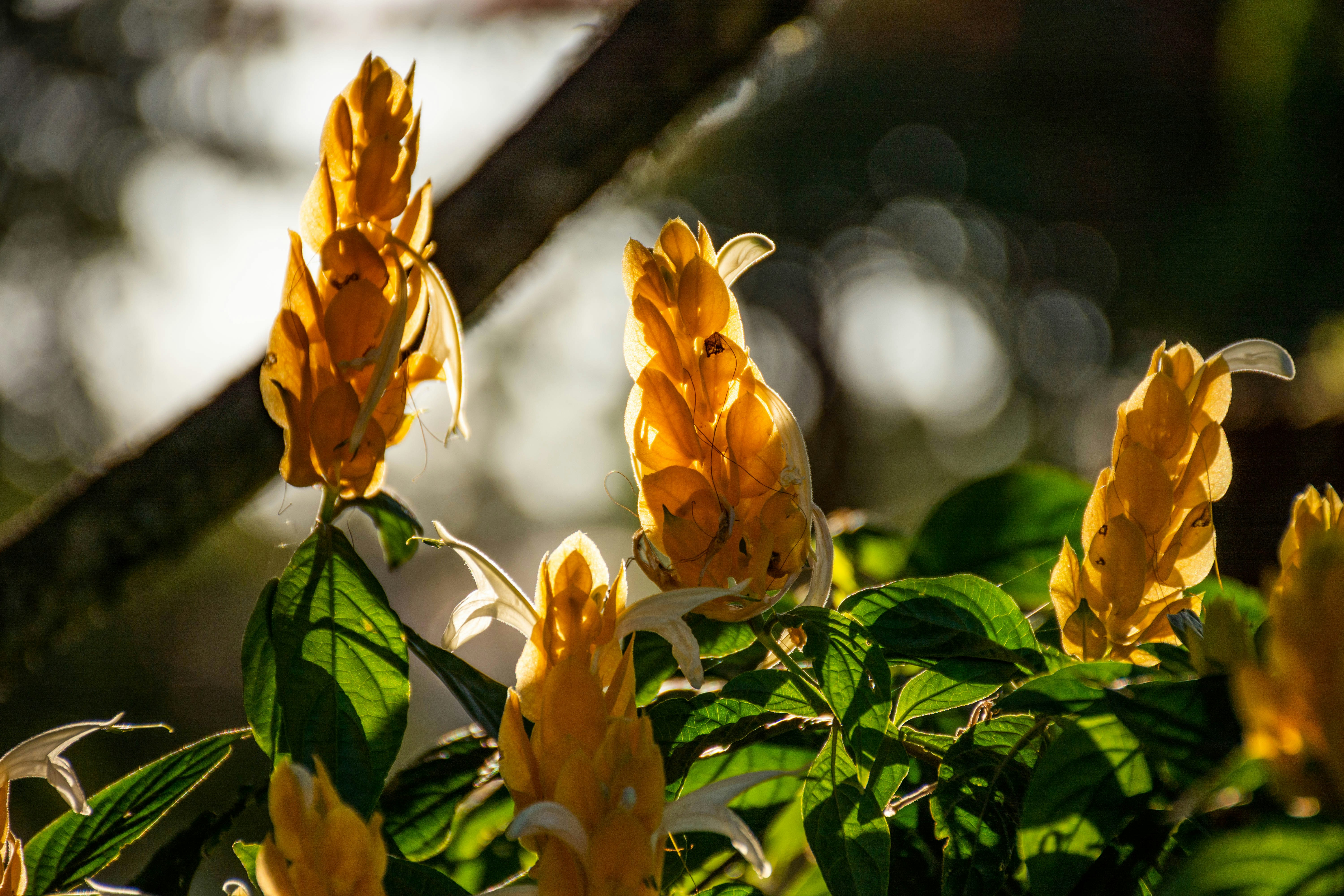 Sunlit Golden Spires Among Green Foliage