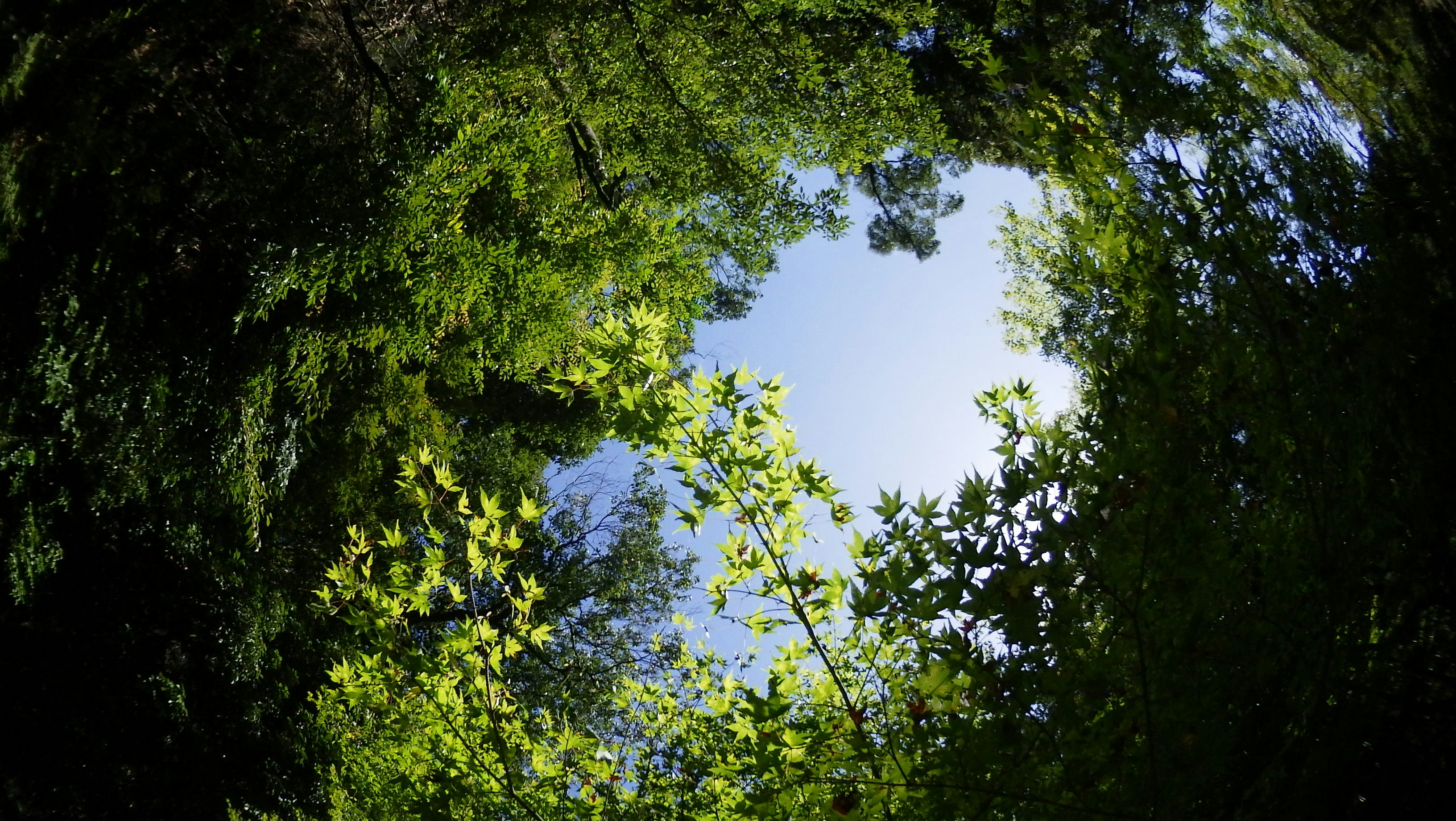 Skyward Glimpse Through Verdant Canopy
