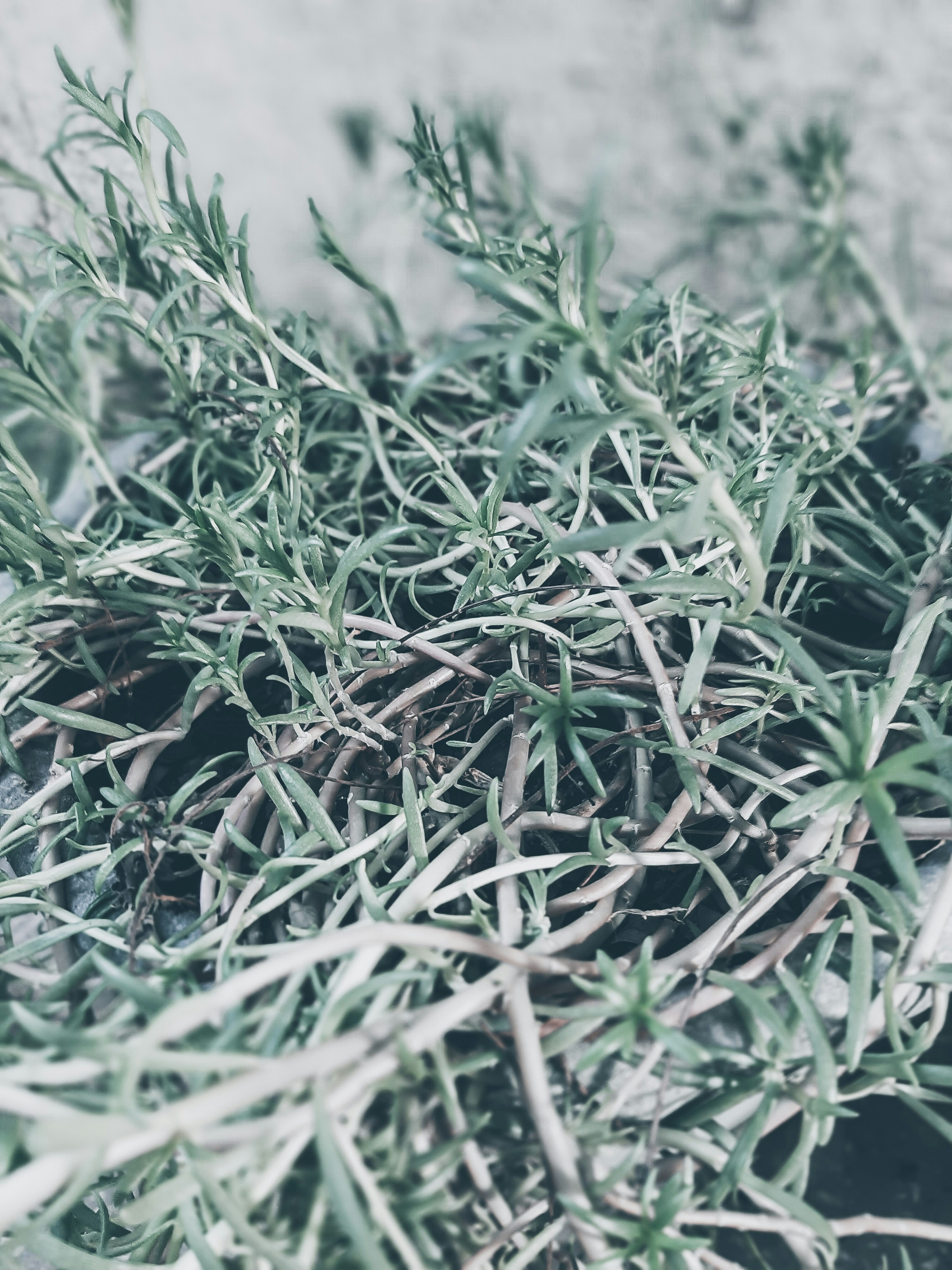 A dense cluster of green and brown plant stems interwoven in a pot, showcasing the complexity of nature's growth patterns.