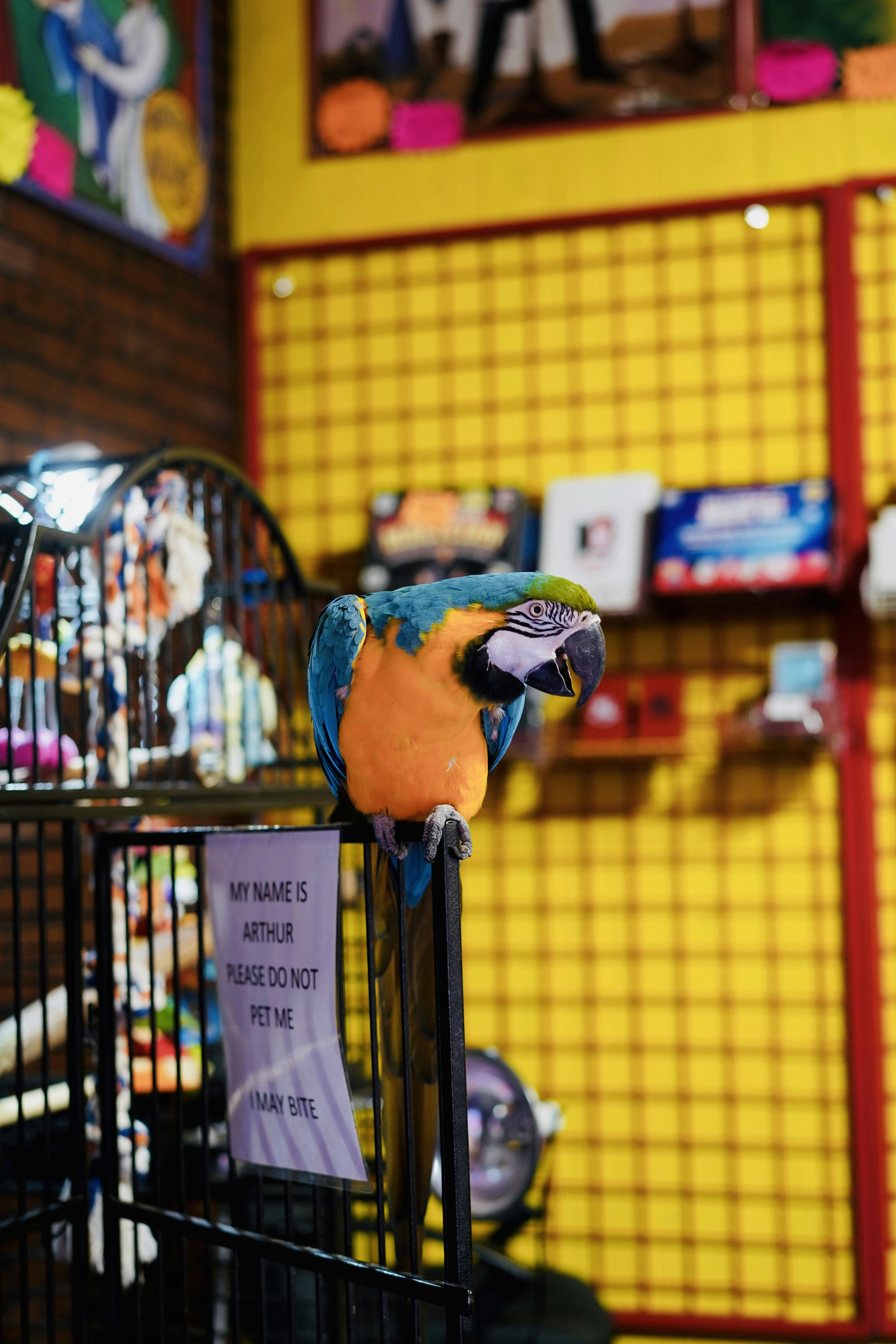 A vibrant macaw perched on a cage, with a sign warning not to pet. The background features colorful decorations and toys.