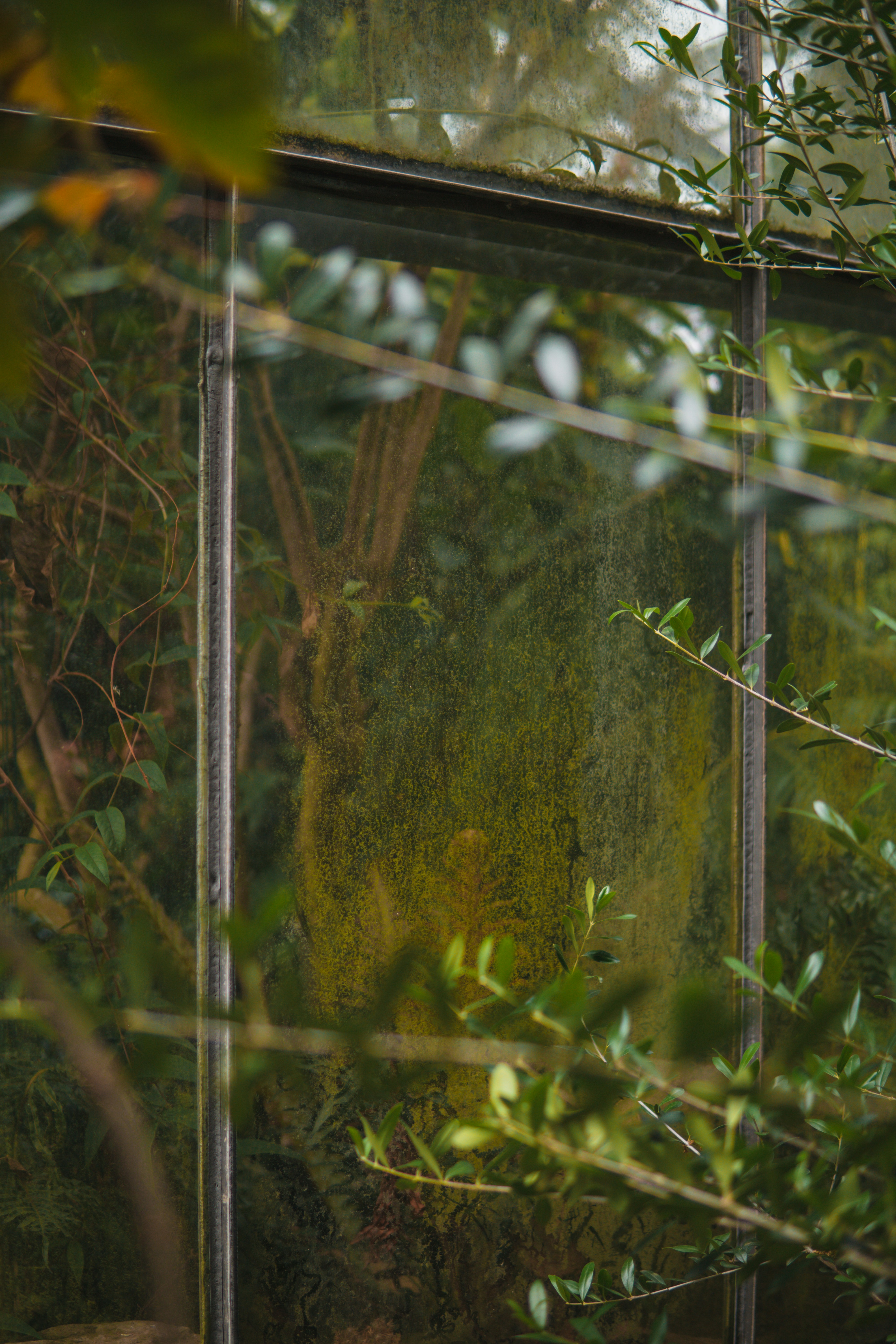 Moss Veil on a Glass Conservatory: Quiet Reclamation Through Glass