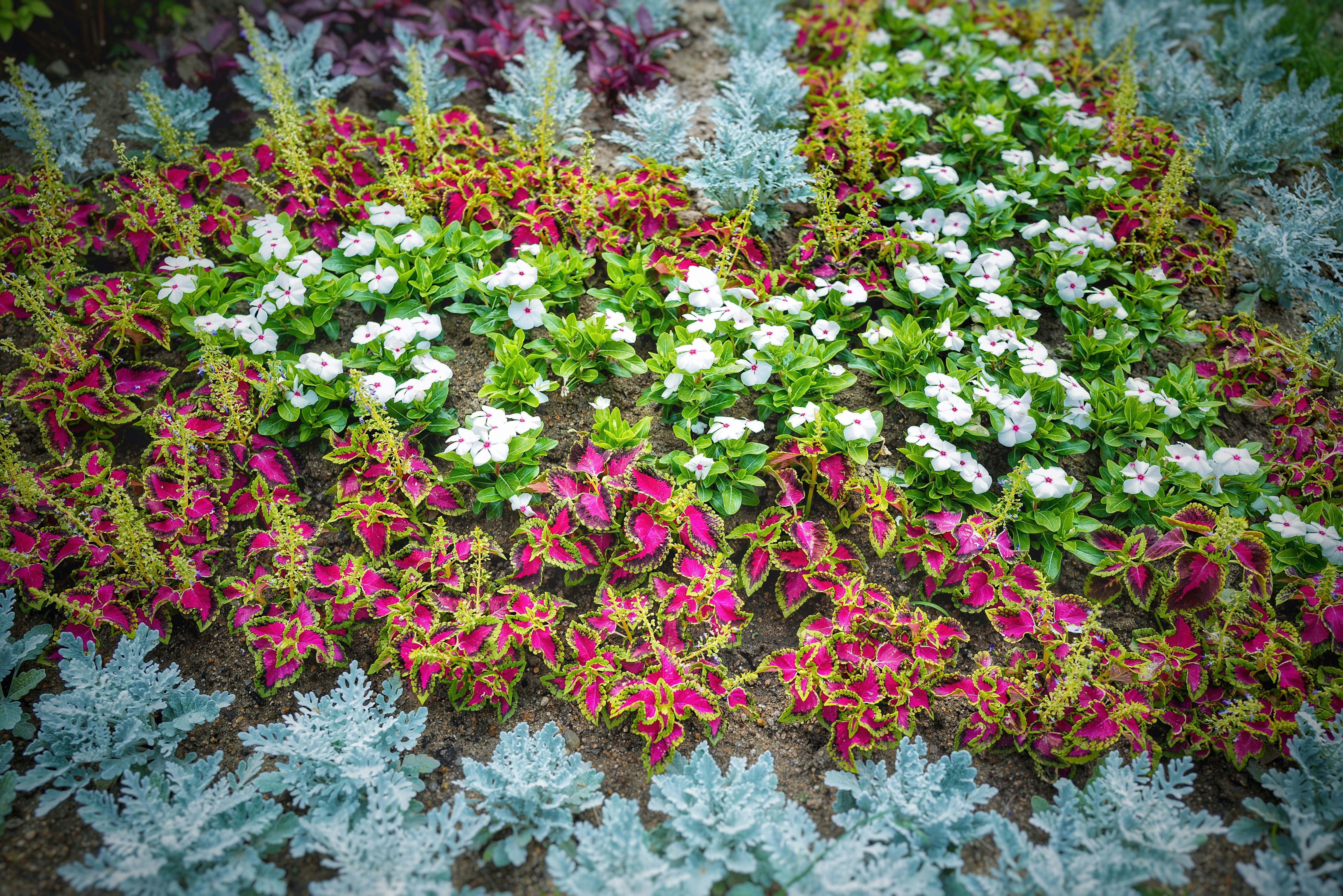 red and white flowers with green leaves