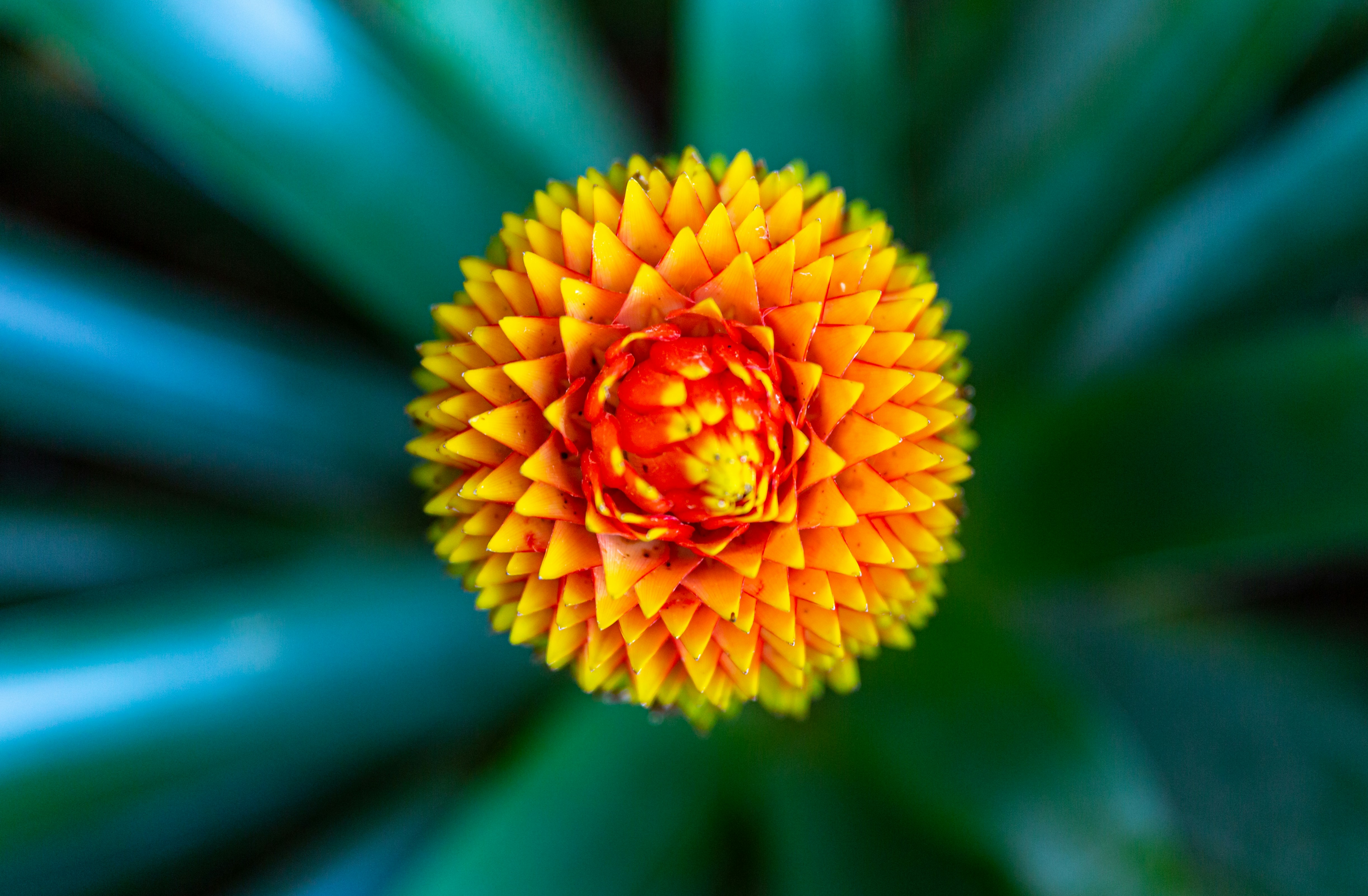 Solitary Flame: A Vibrant Macro Bloom at the Center of a Cyan Sea