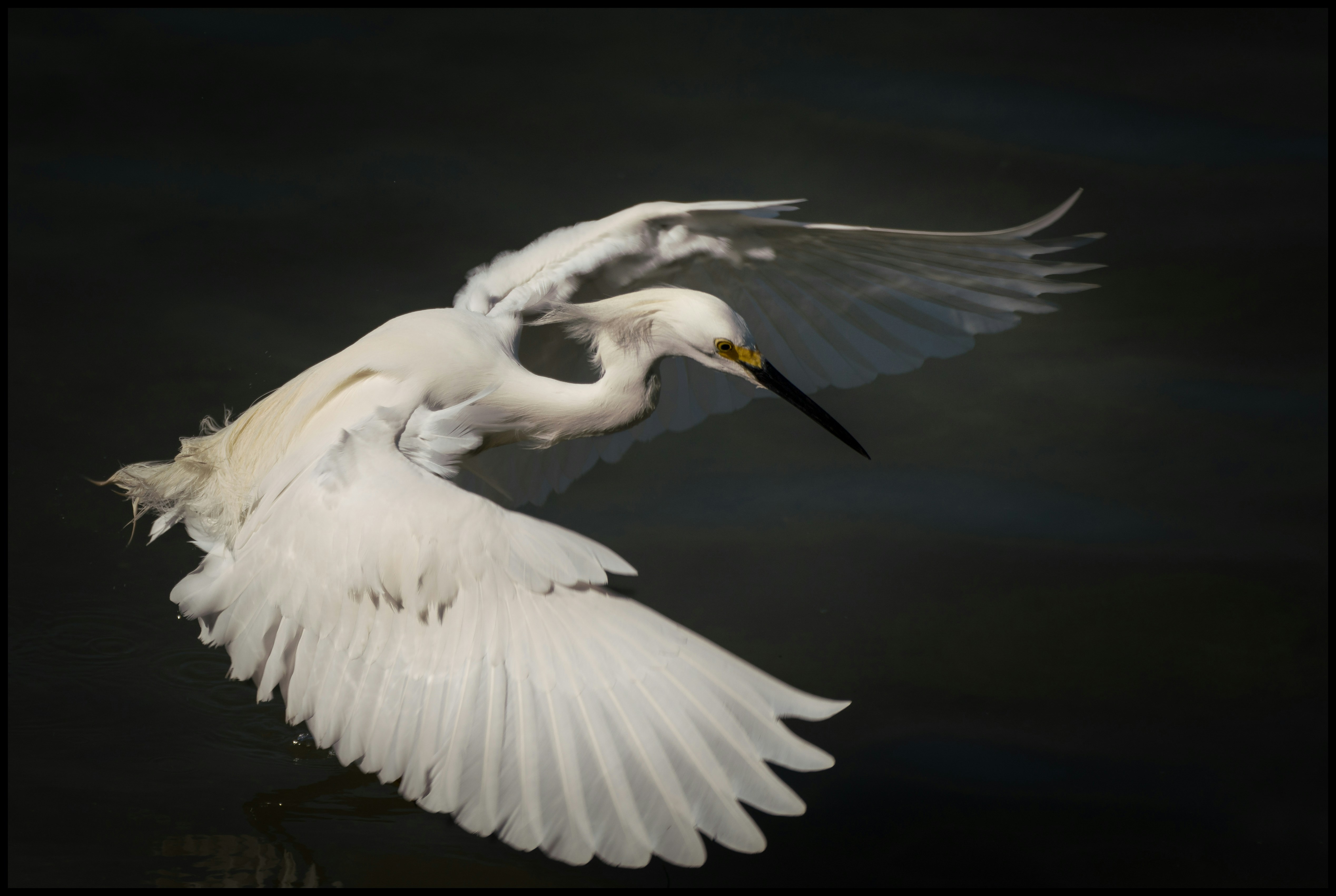 White bird flying over body of water during daytime photo – Free Bird ...