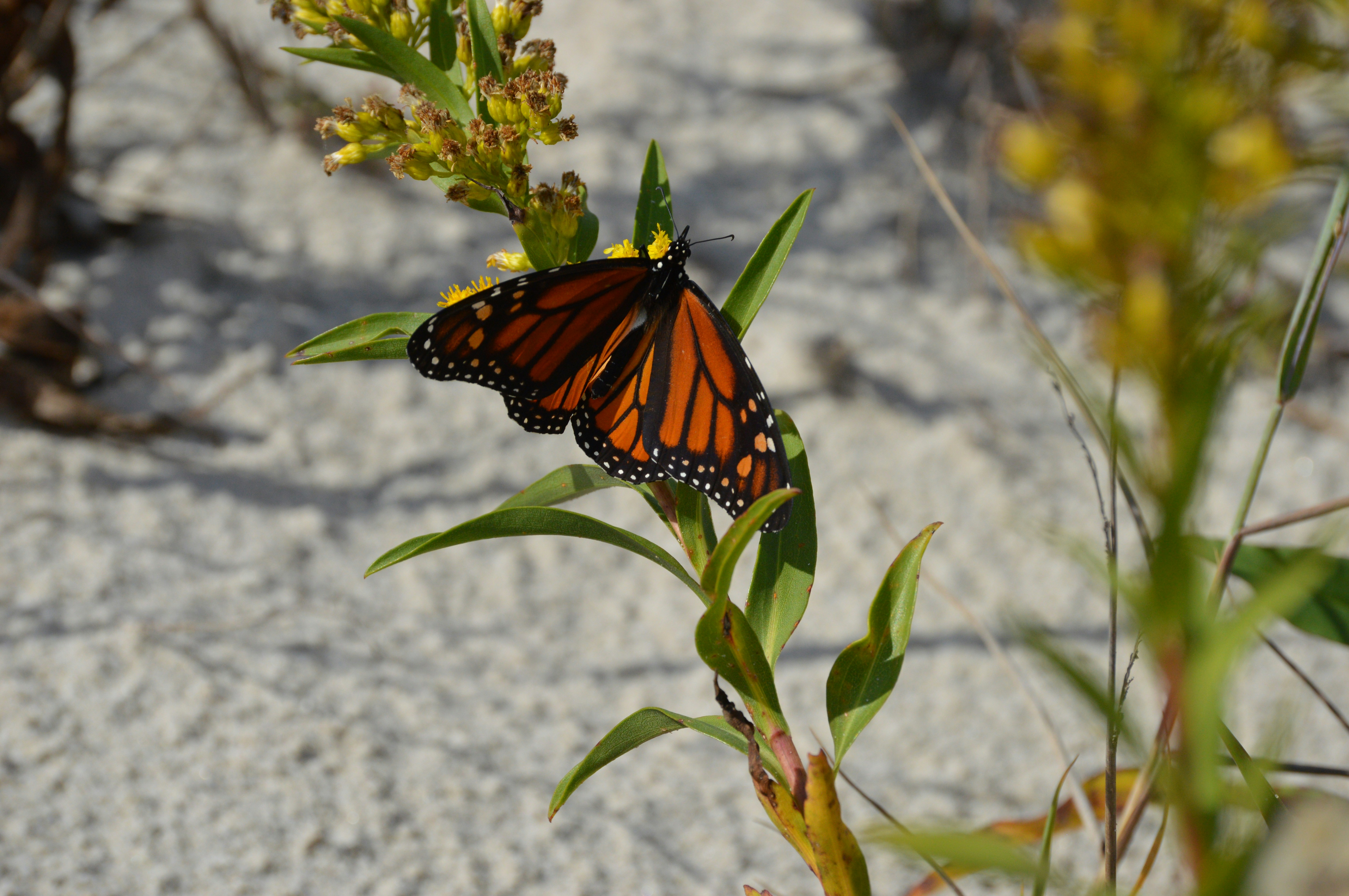 Sunlit Monarch on a Gravel Stage: Wings Glow Amid Quiet Greens