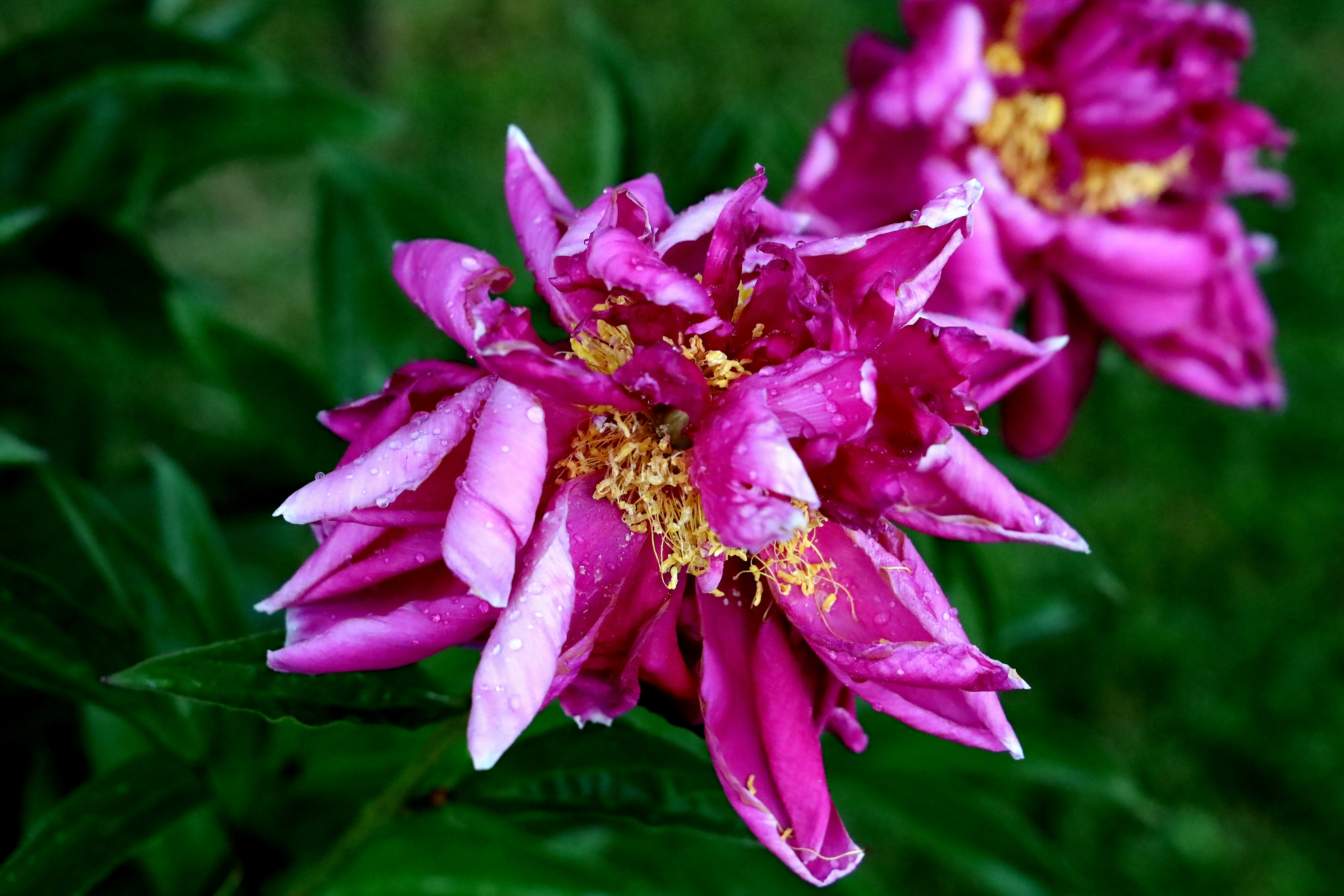 Close-up of a vibrant pink flower with delicate petals and golden stamens, surrounded by lush green foliage.