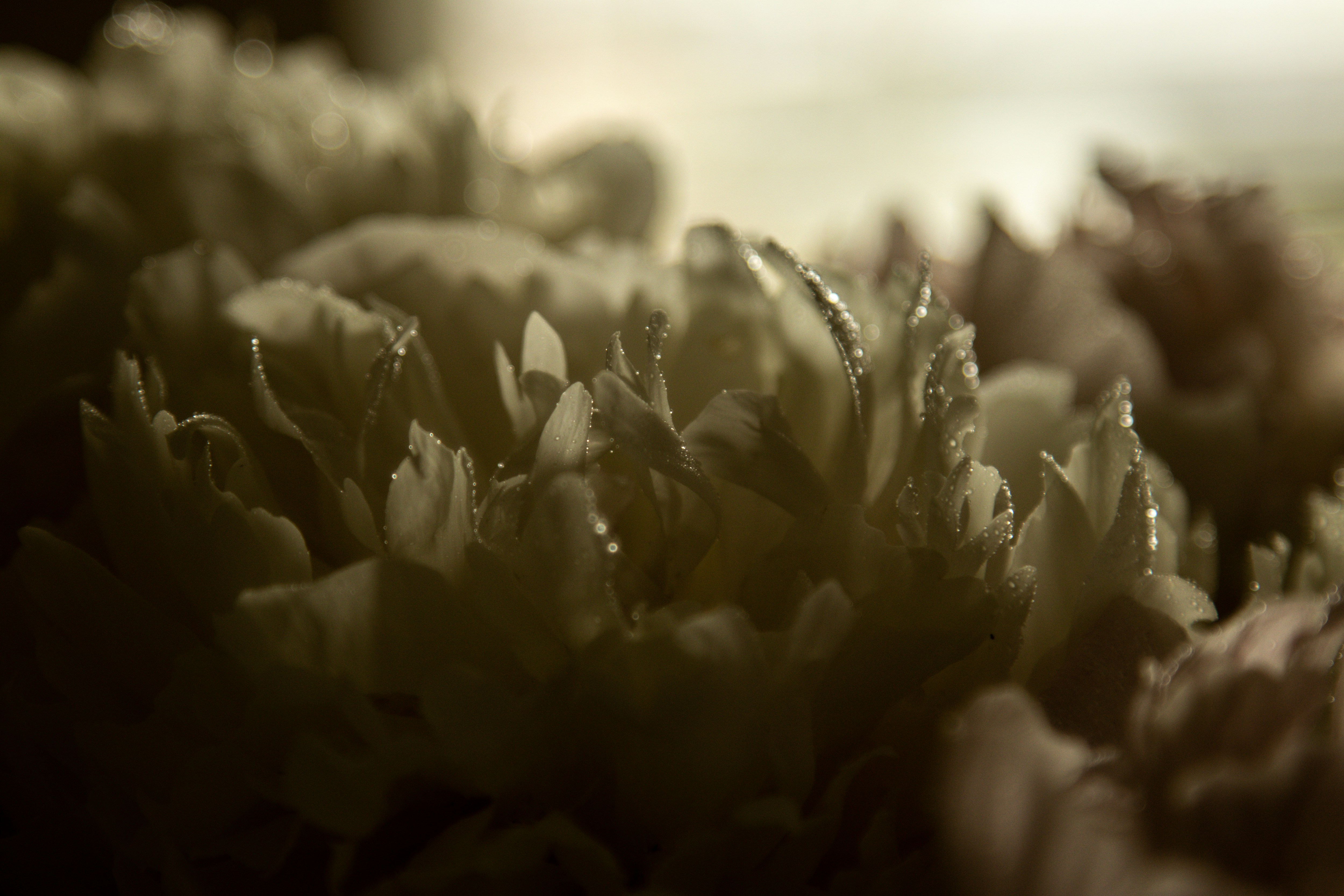 Close-up of soft, delicate flower petals adorned with glistening droplets of water, set against a blurred background.