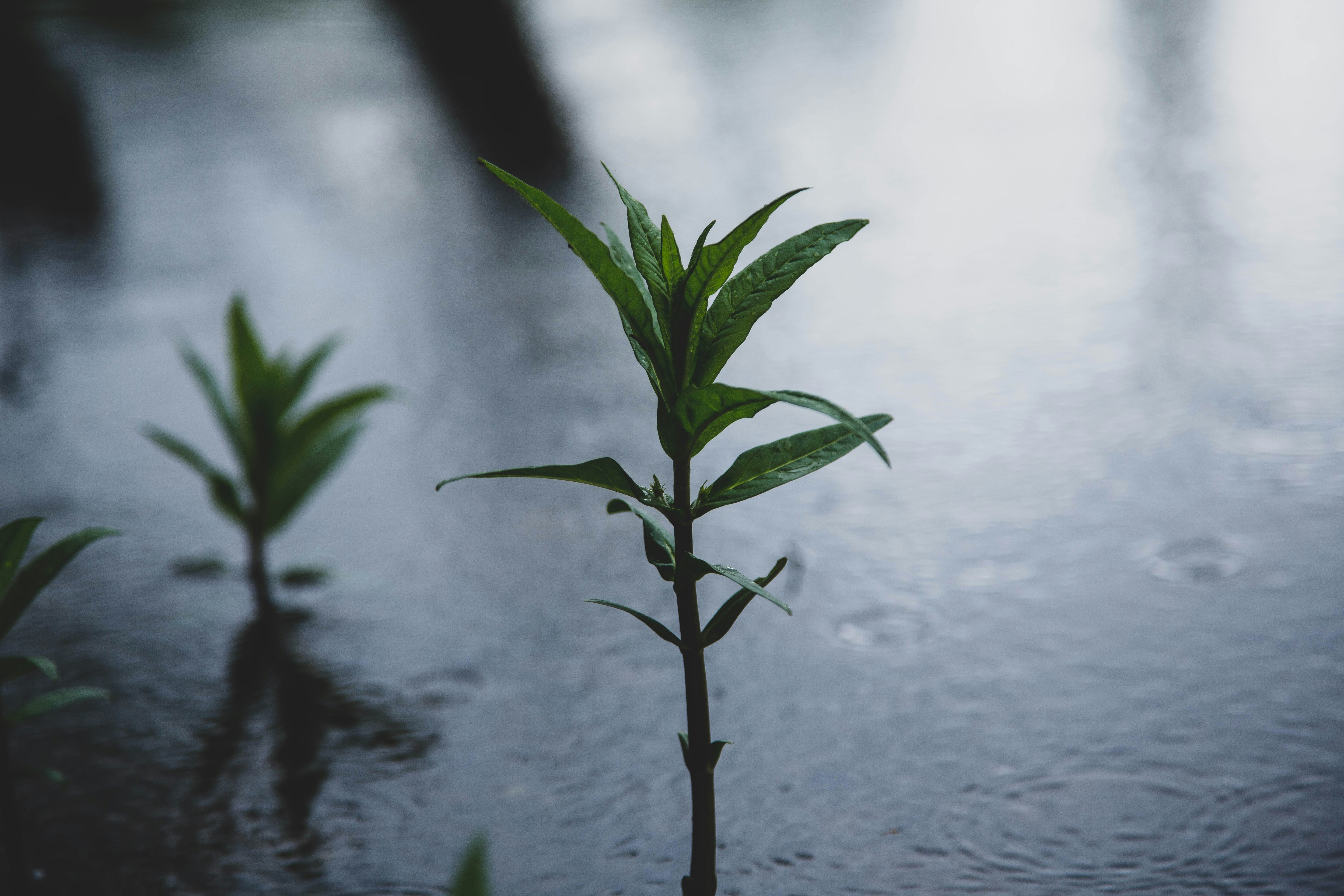 Sprouts Against a Silent Water Mirror