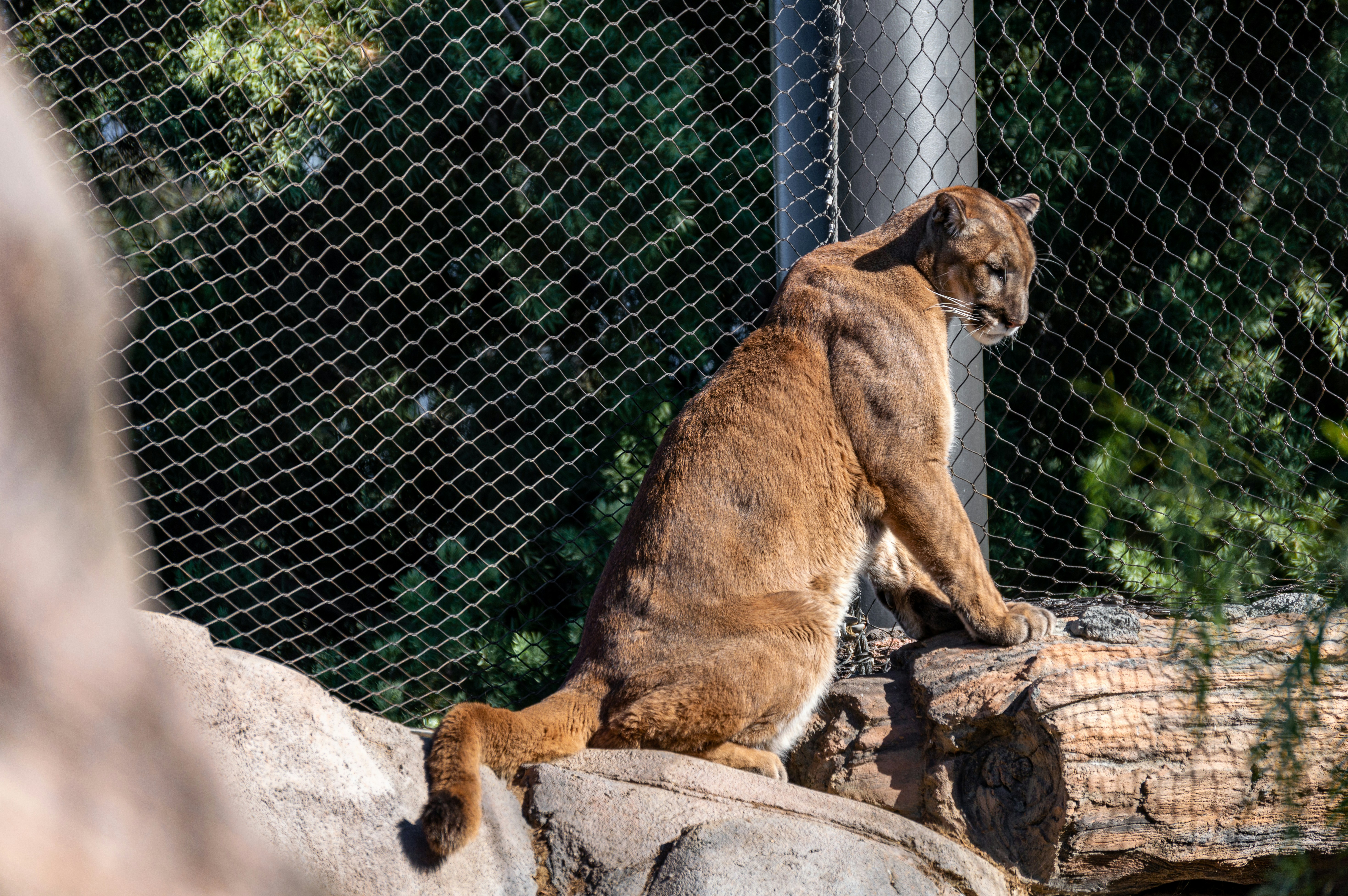Lone Mountain Lioness Scanning Terrain from a Rock Outcrop
