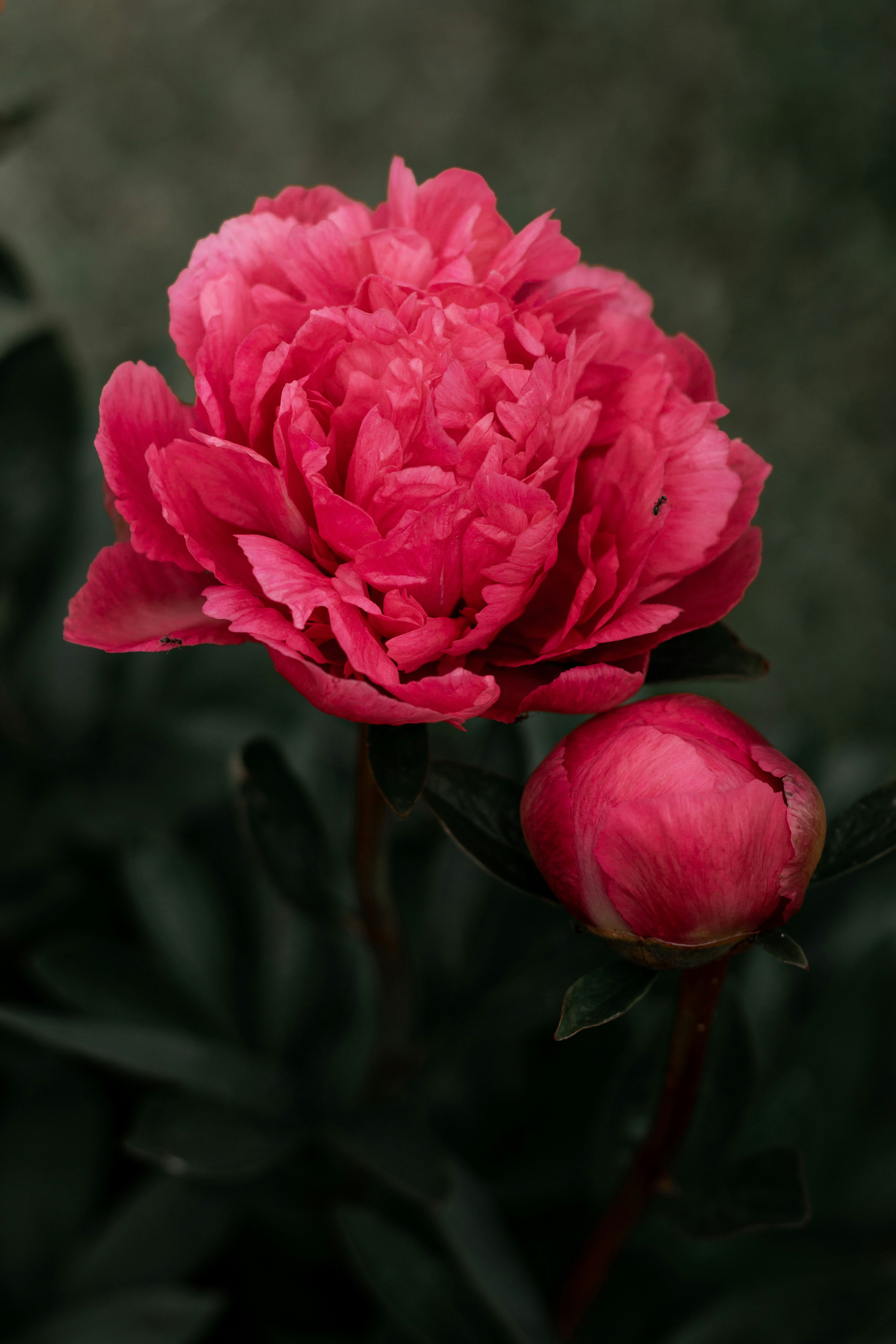 Crimson Peony in Velvet Shadow: A Close-Up of Bloom and Bud