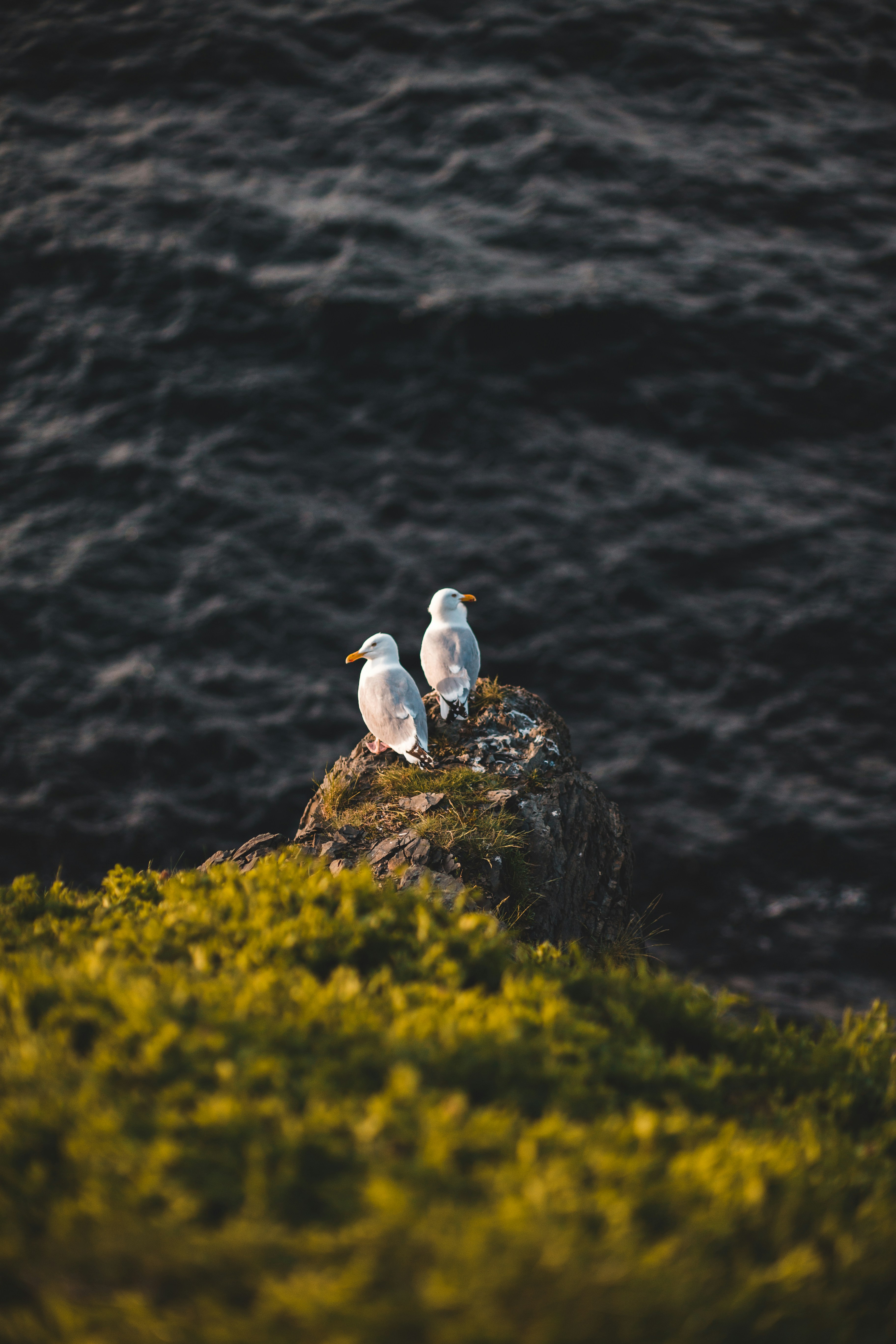 Twin Seabirds at Dusk on a Mossy Cliff