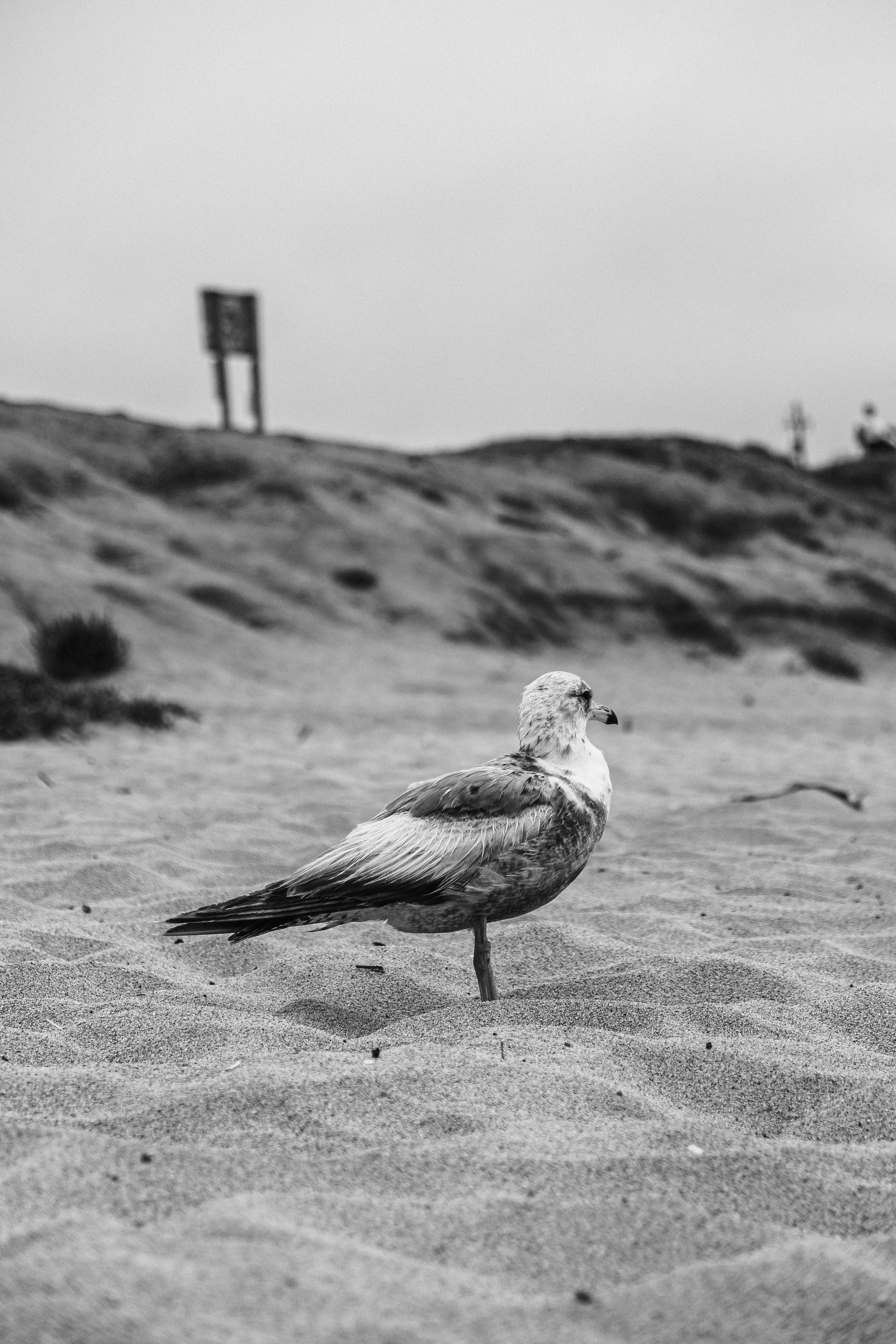 Seaside Gull in Quiet Sandscape