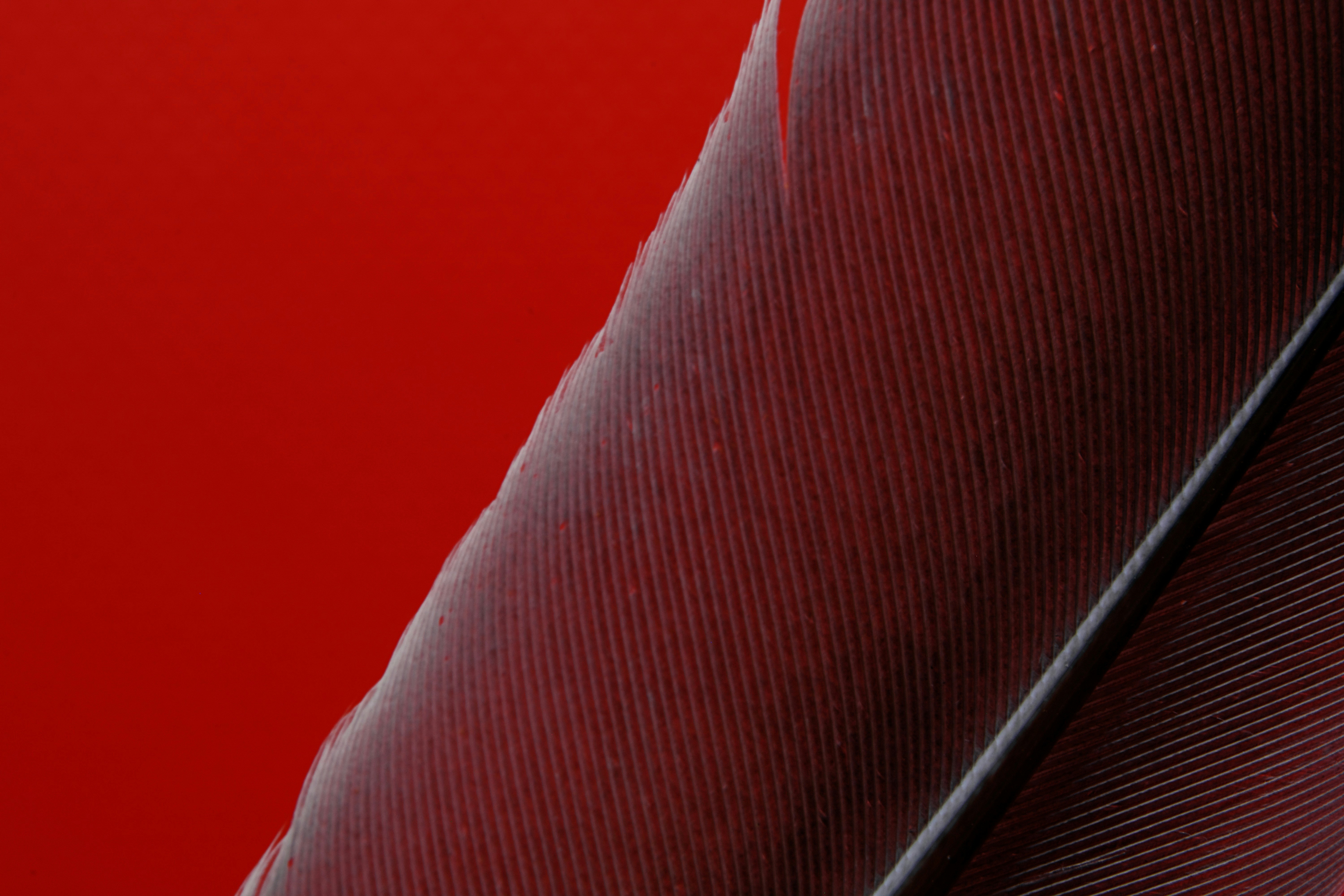 Crimson Feather: A Macro Study of Texture and Tone