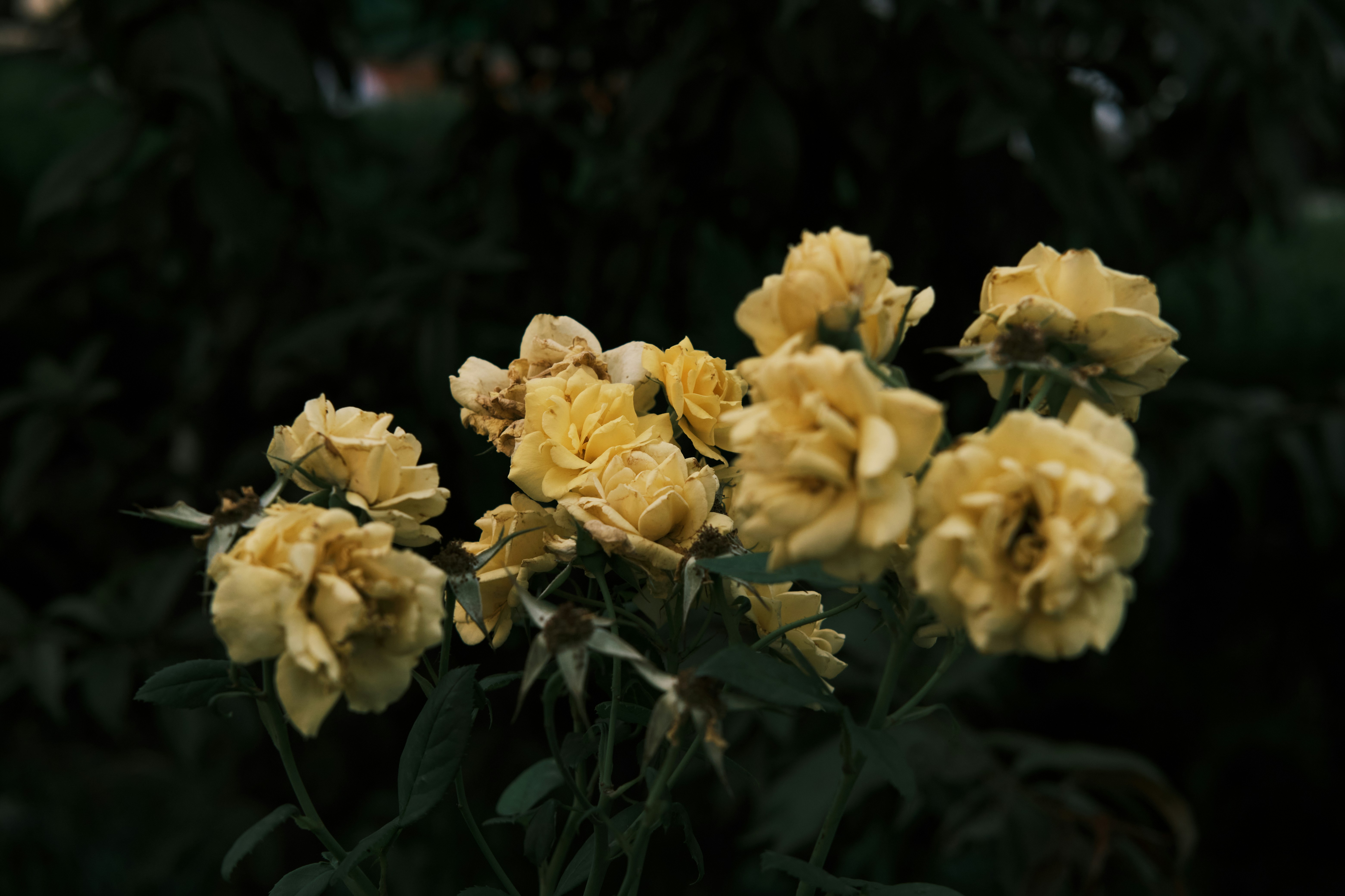 yellow flowers in tilt shift lens