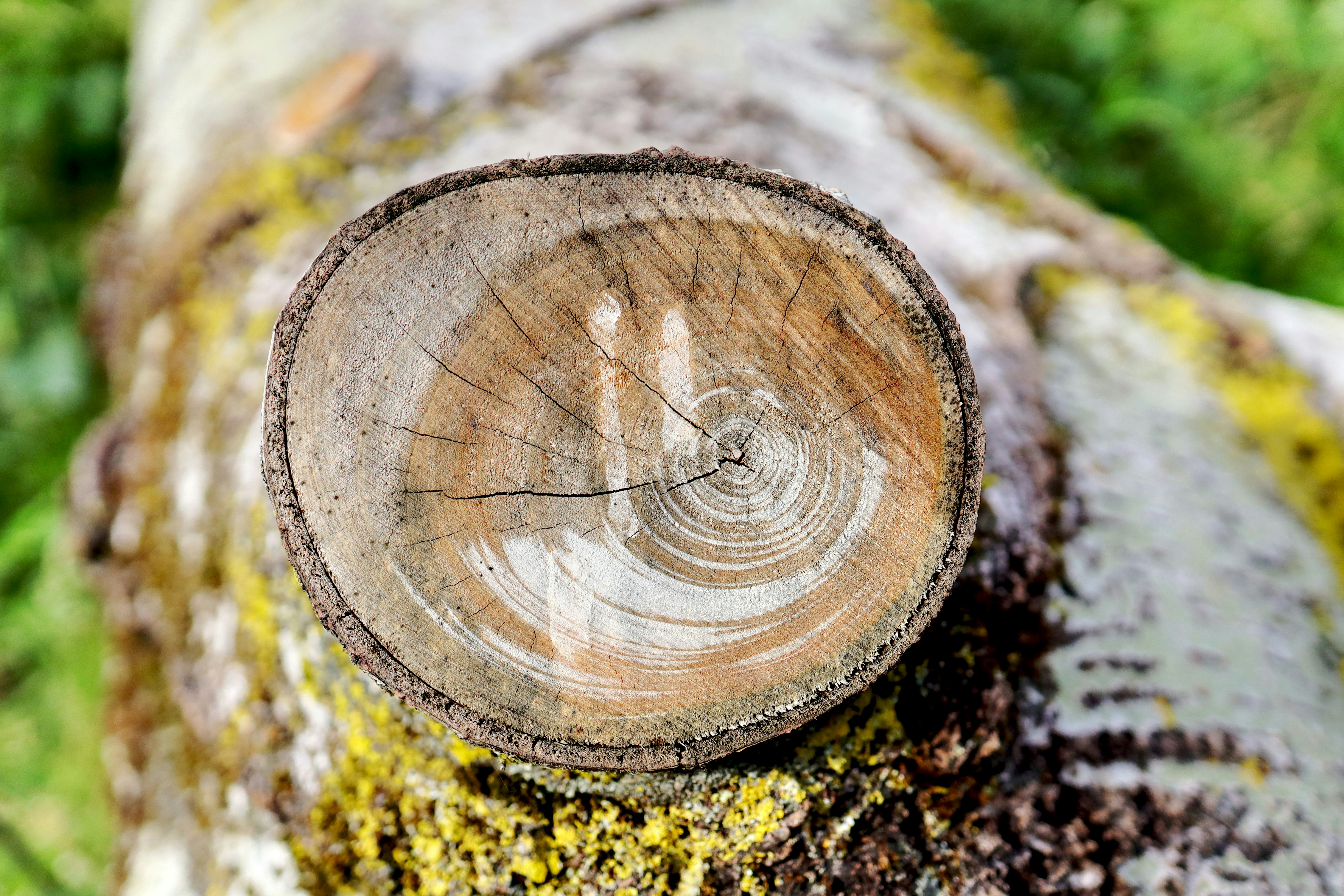 Rings of Time: A Mossy Log End in Quiet Focus
