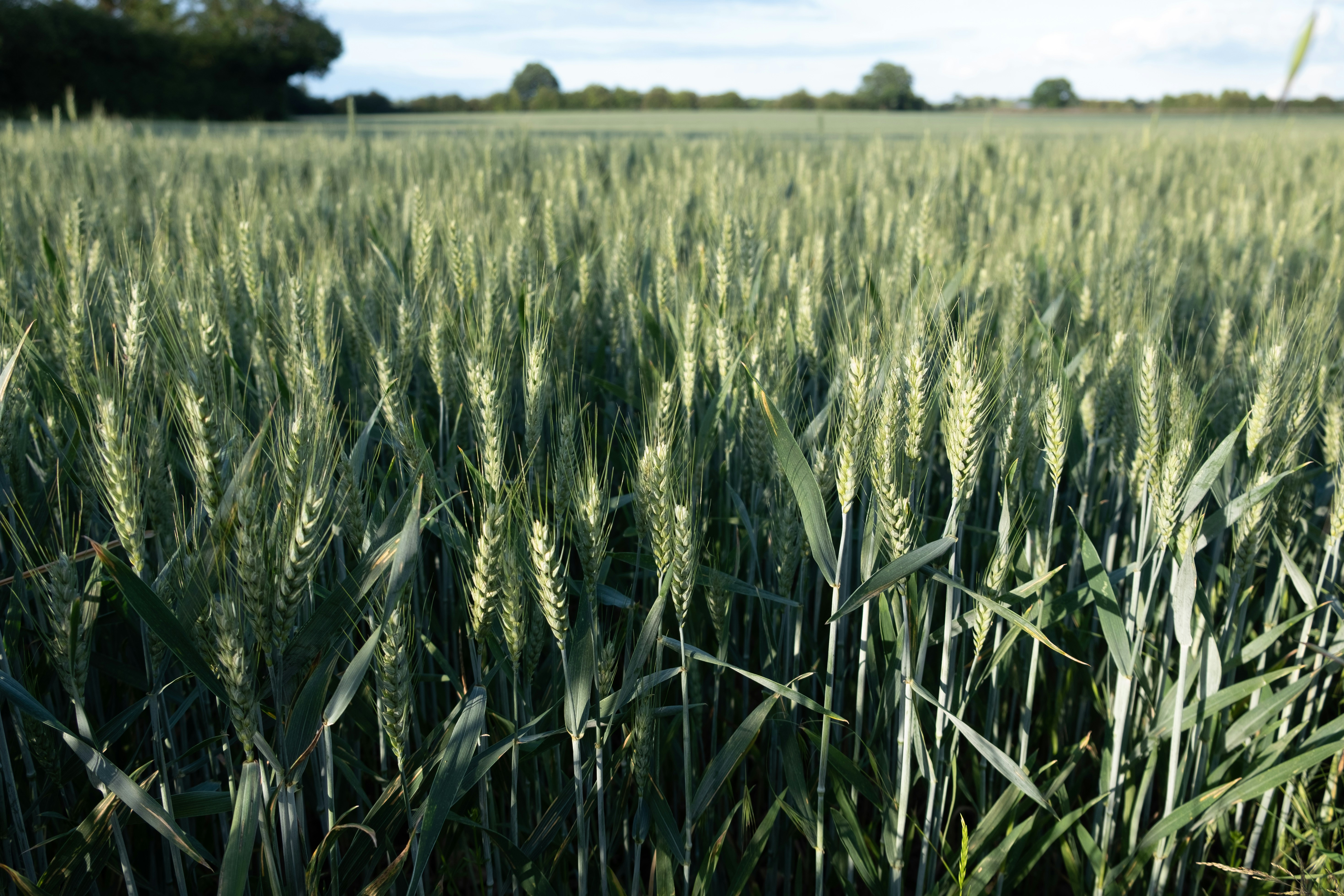 Sunlit Wheat Heads: A Close-Up Portrait of Field Grain