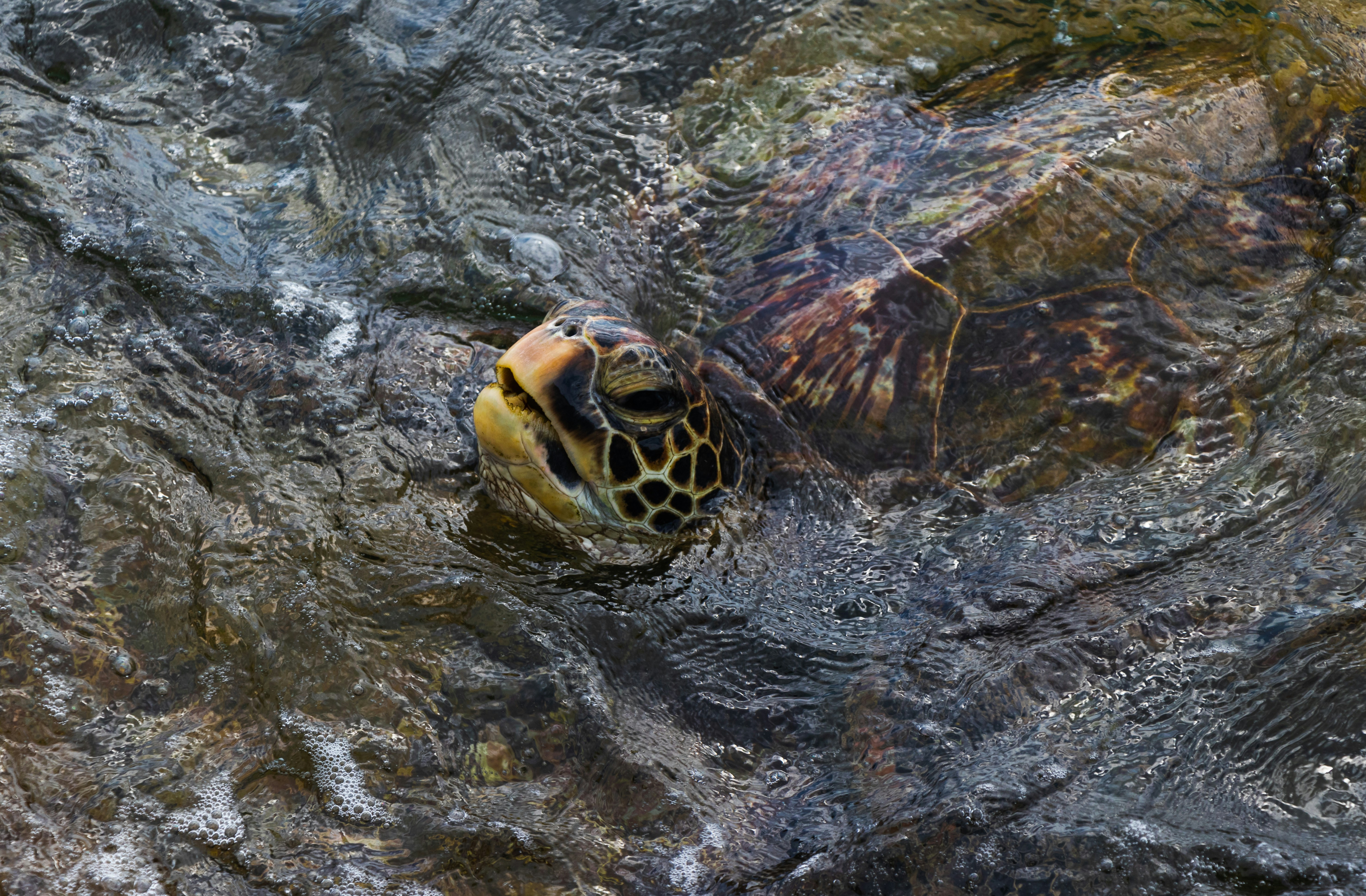 Green sea turtle