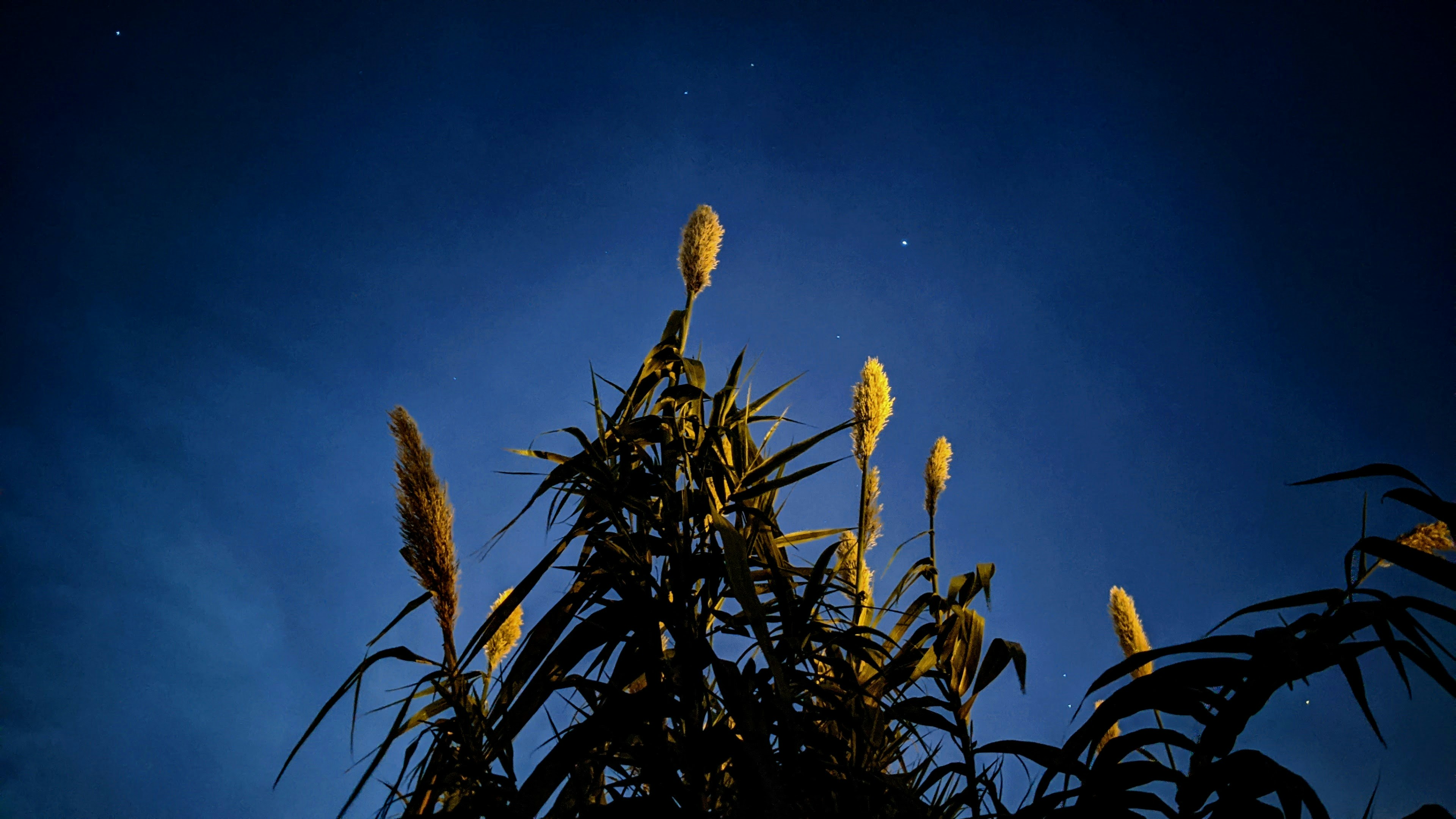 Nocturne of Reeds Beneath a Starry Night Sky