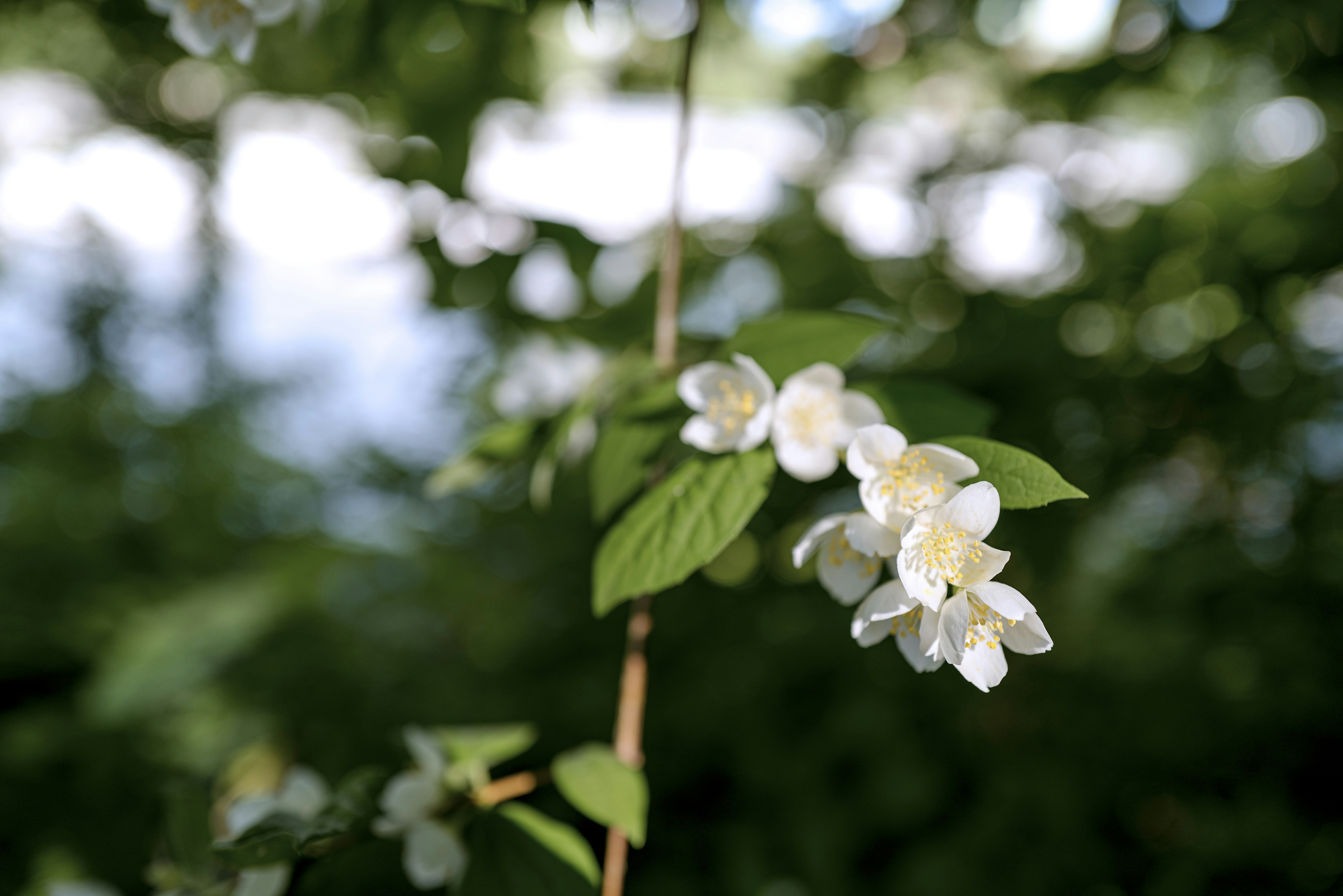 Delicate white flowers nestled among vibrant green leaves, capturing the essence of spring's renewal.