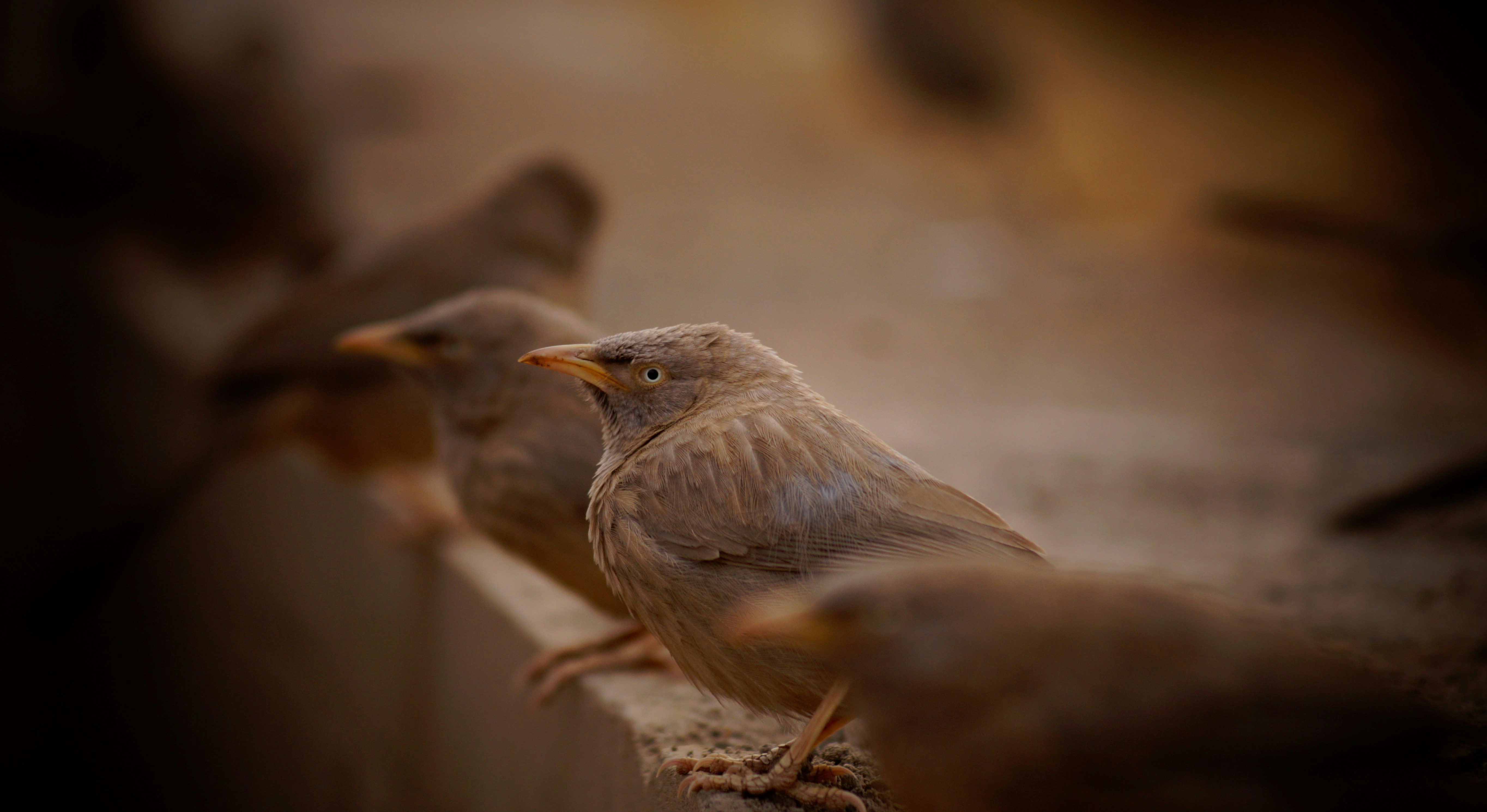 brown bird on brown wooden fence during daytime