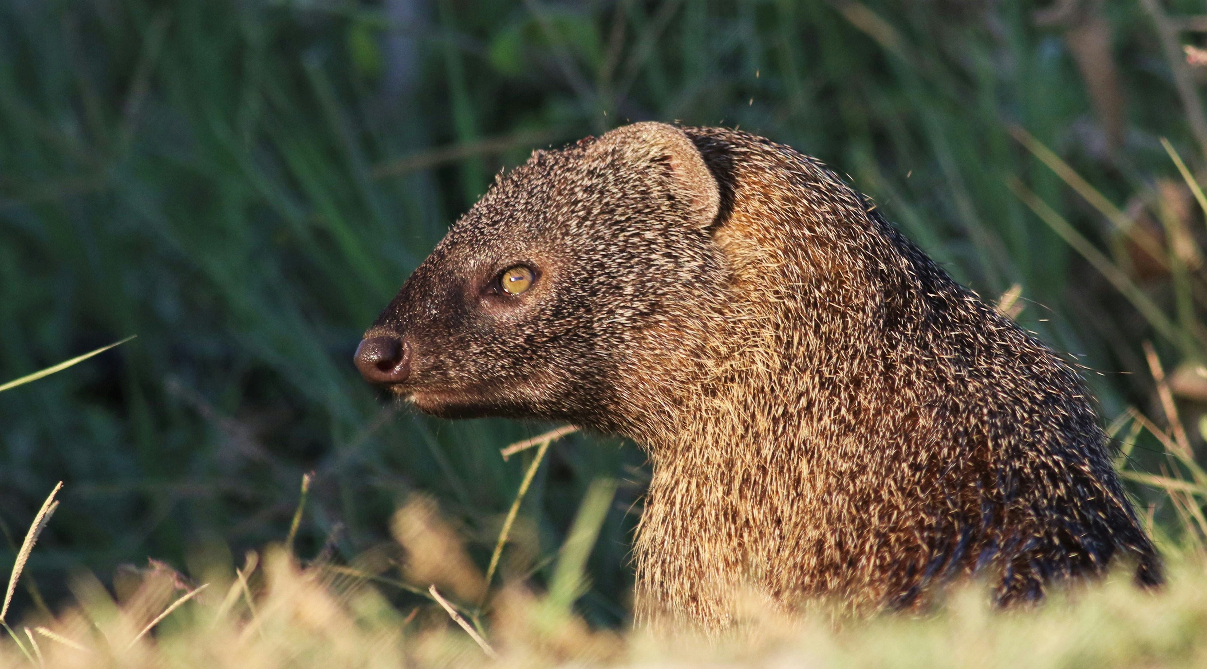 Grassfield Gaze: A Brown Mongoose Pauses in Sunlit Grass
