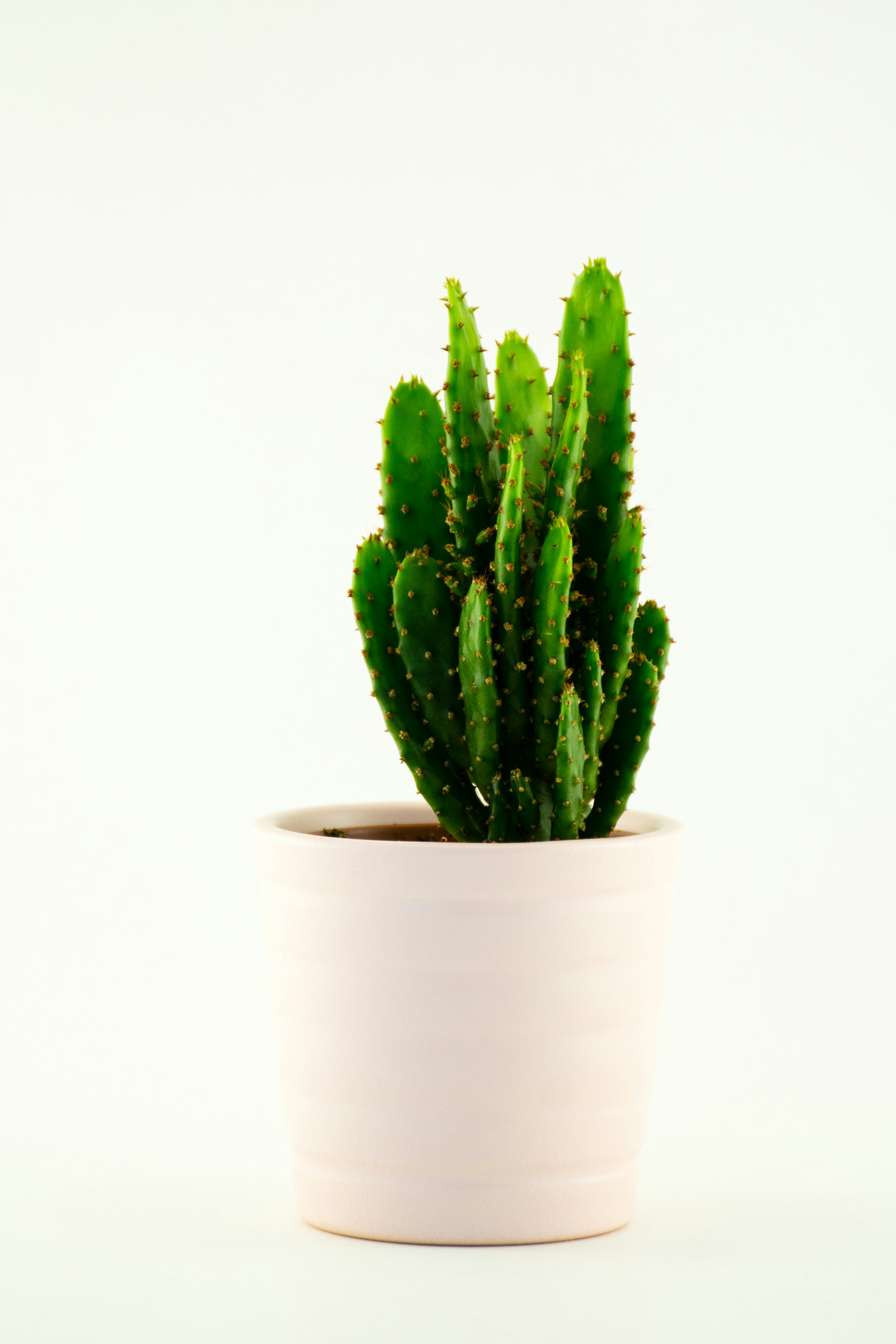 500+ Cactus Plant Pictures [HD] | Download Free Images on Unsplash