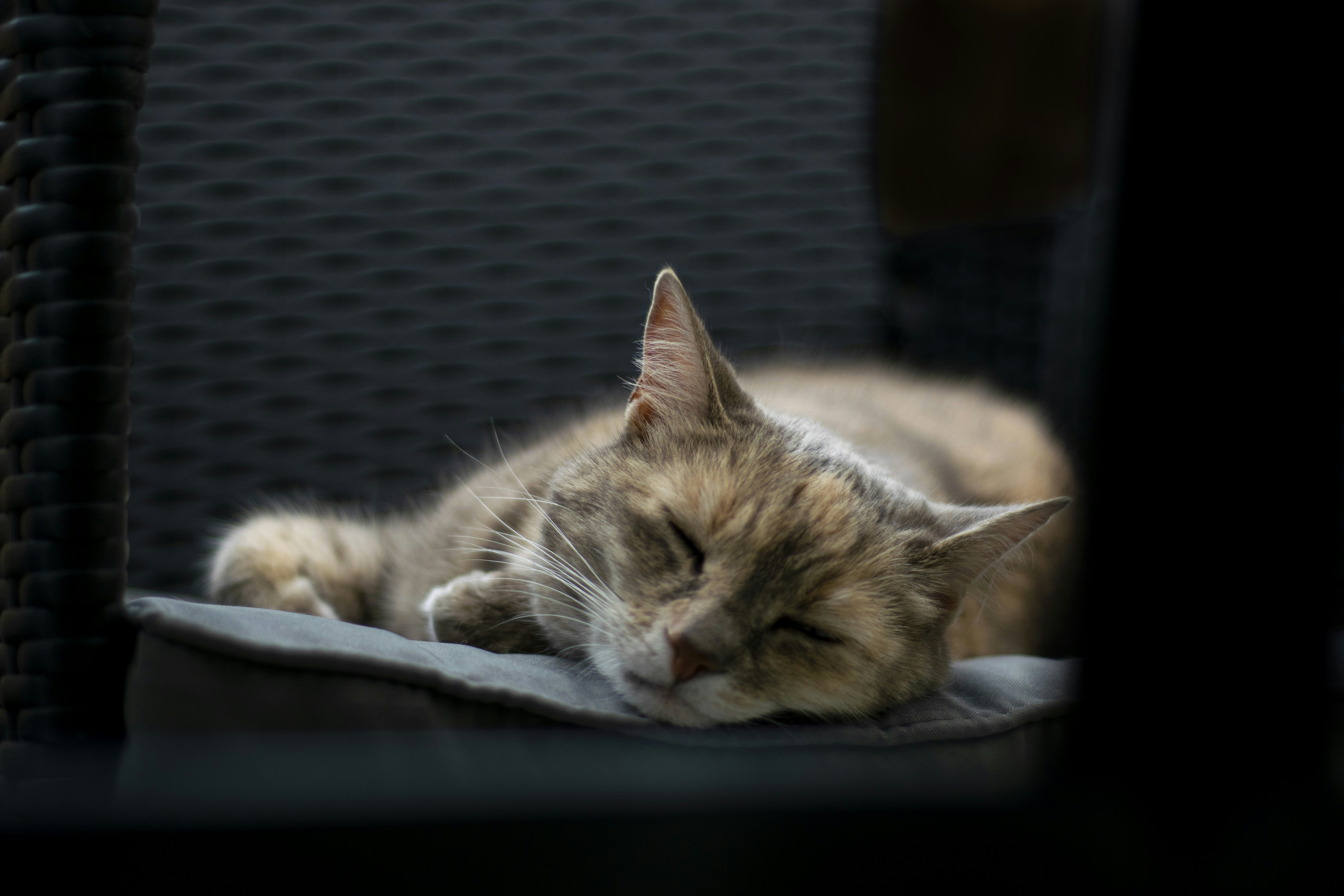 A fluffy cat peacefully sleeping on a cushion, surrounded by a woven backdrop. The soft light accentuates its fur texture.