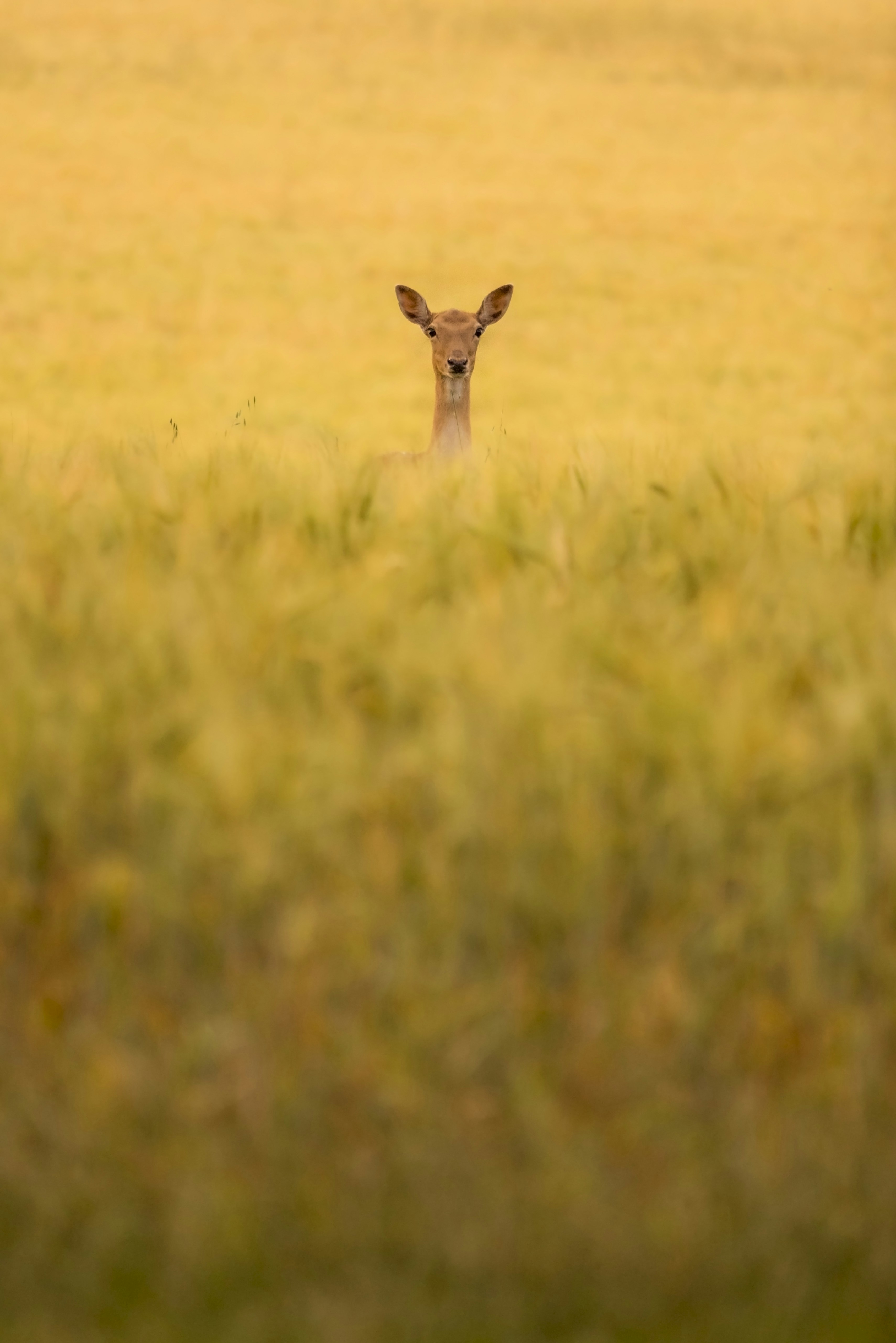 A deer peeks through a sea of golden grasses, blending into the warm hues of the landscape.