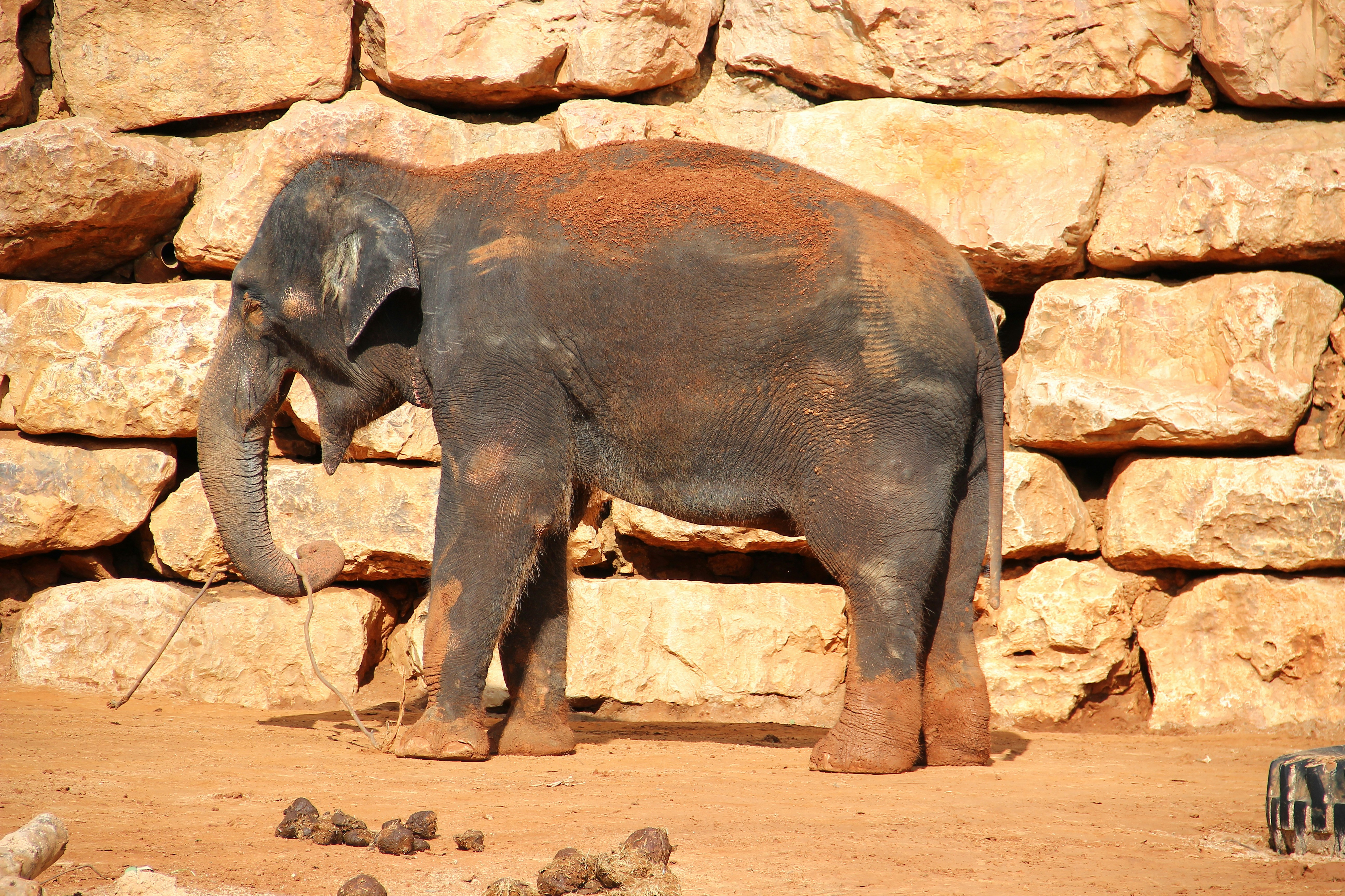 An elephant stands gracefully against a backdrop of large, weathered stone blocks, showcasing its textured skin and powerful form.