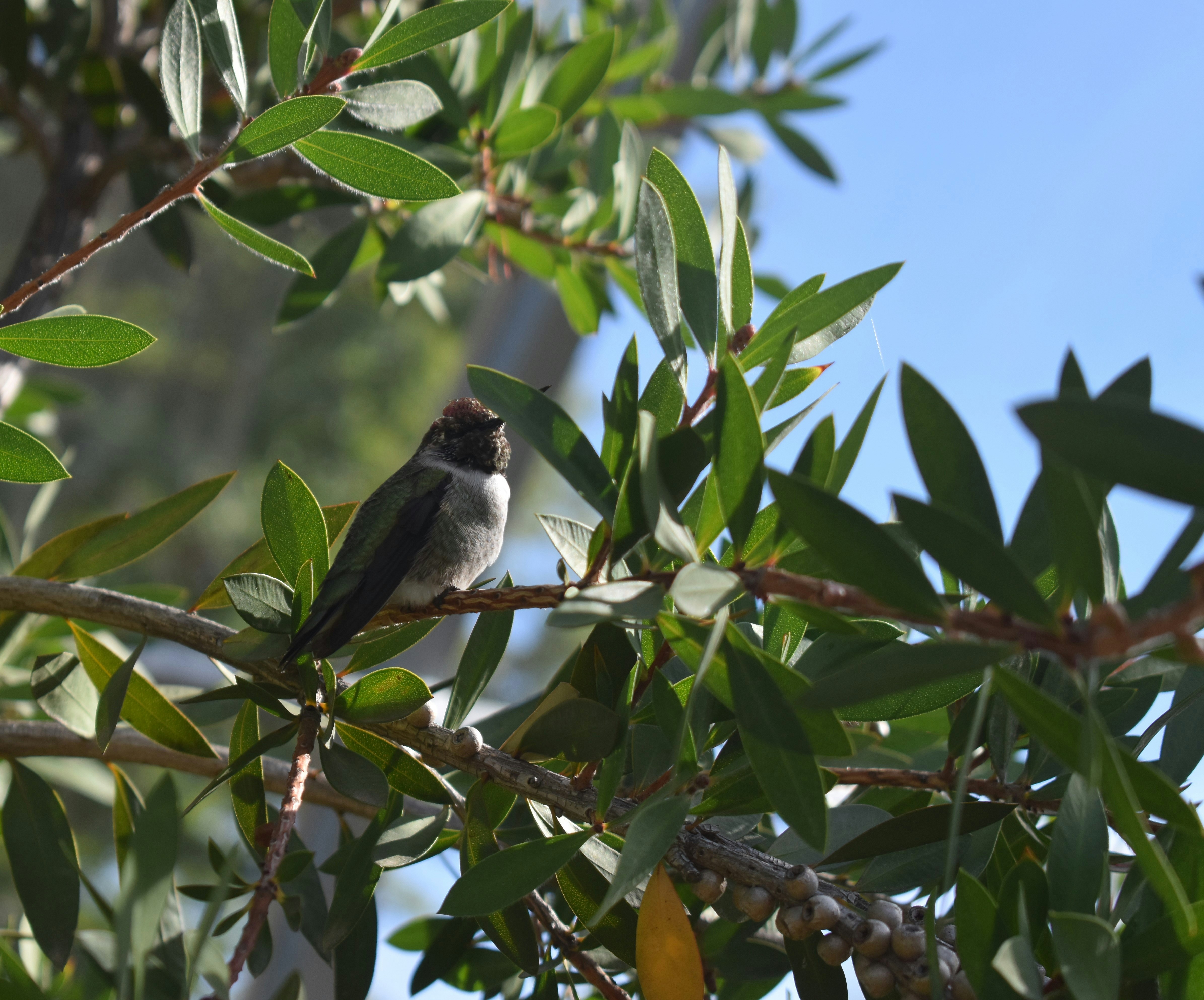 A small bird perches on a branch surrounded by vibrant green leaves, showcasing its intricate plumage against a clear sky.