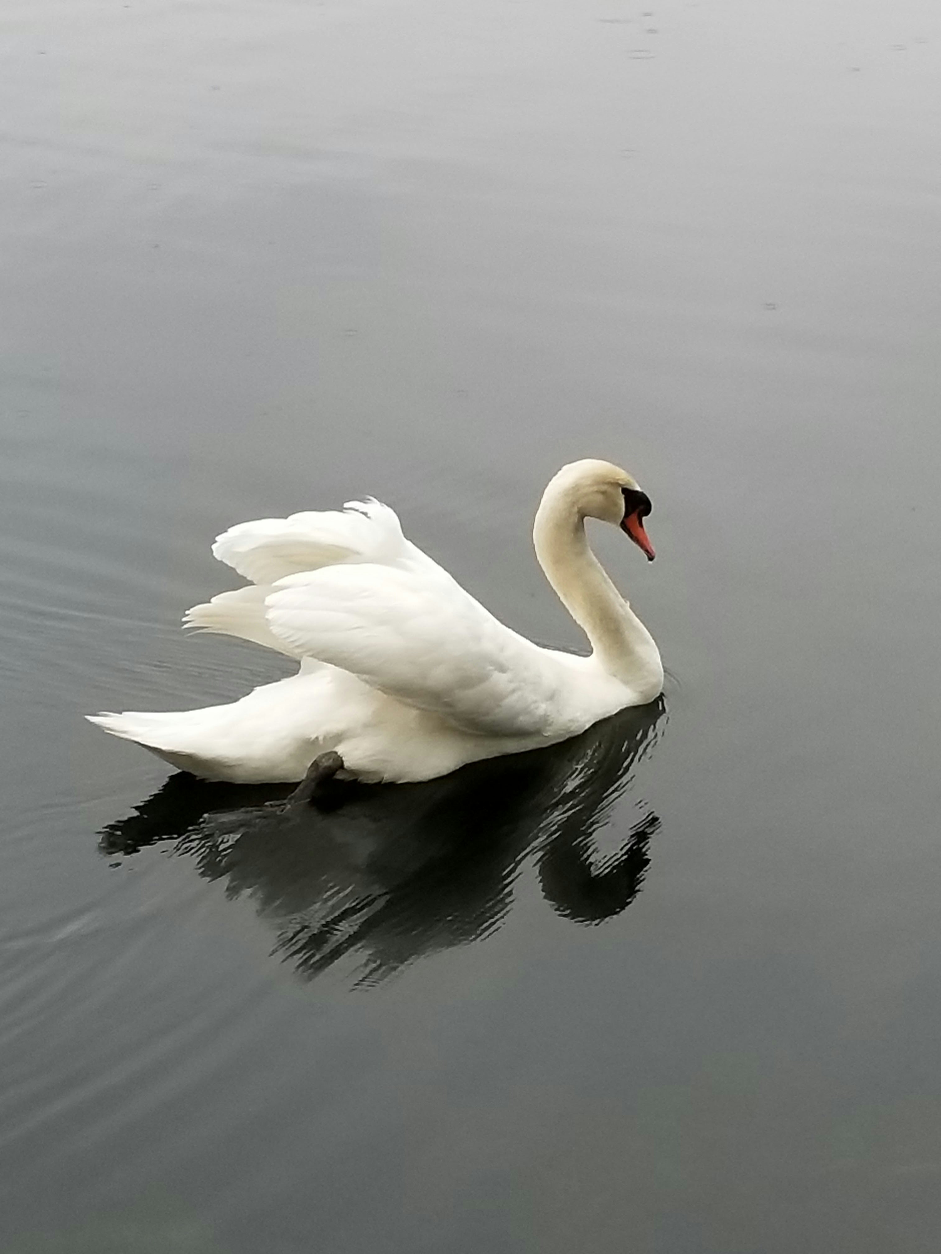 White Swan Glide: A Quiet Moment on Calm Waters