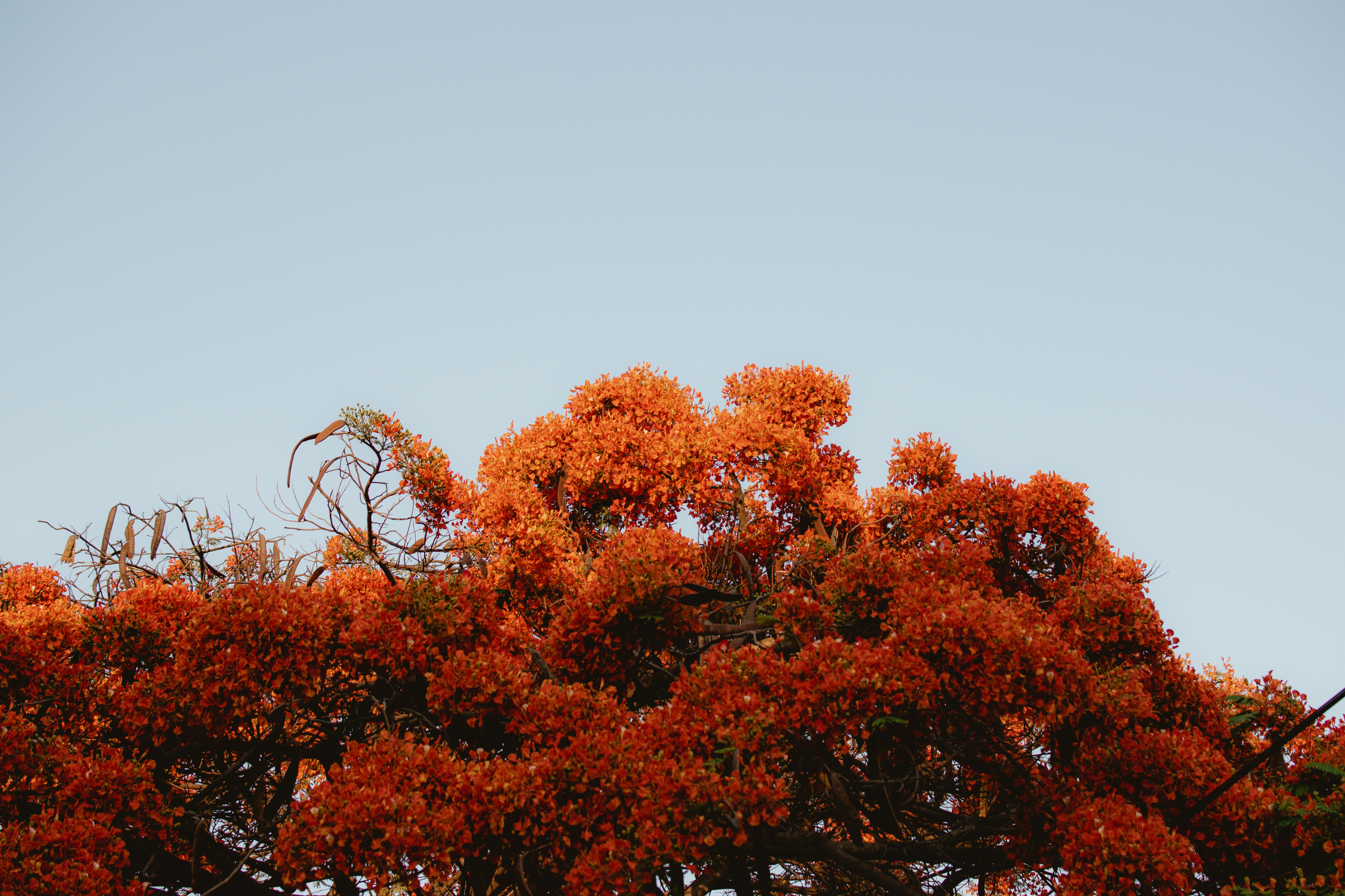 Autumn's Fiery Canopy