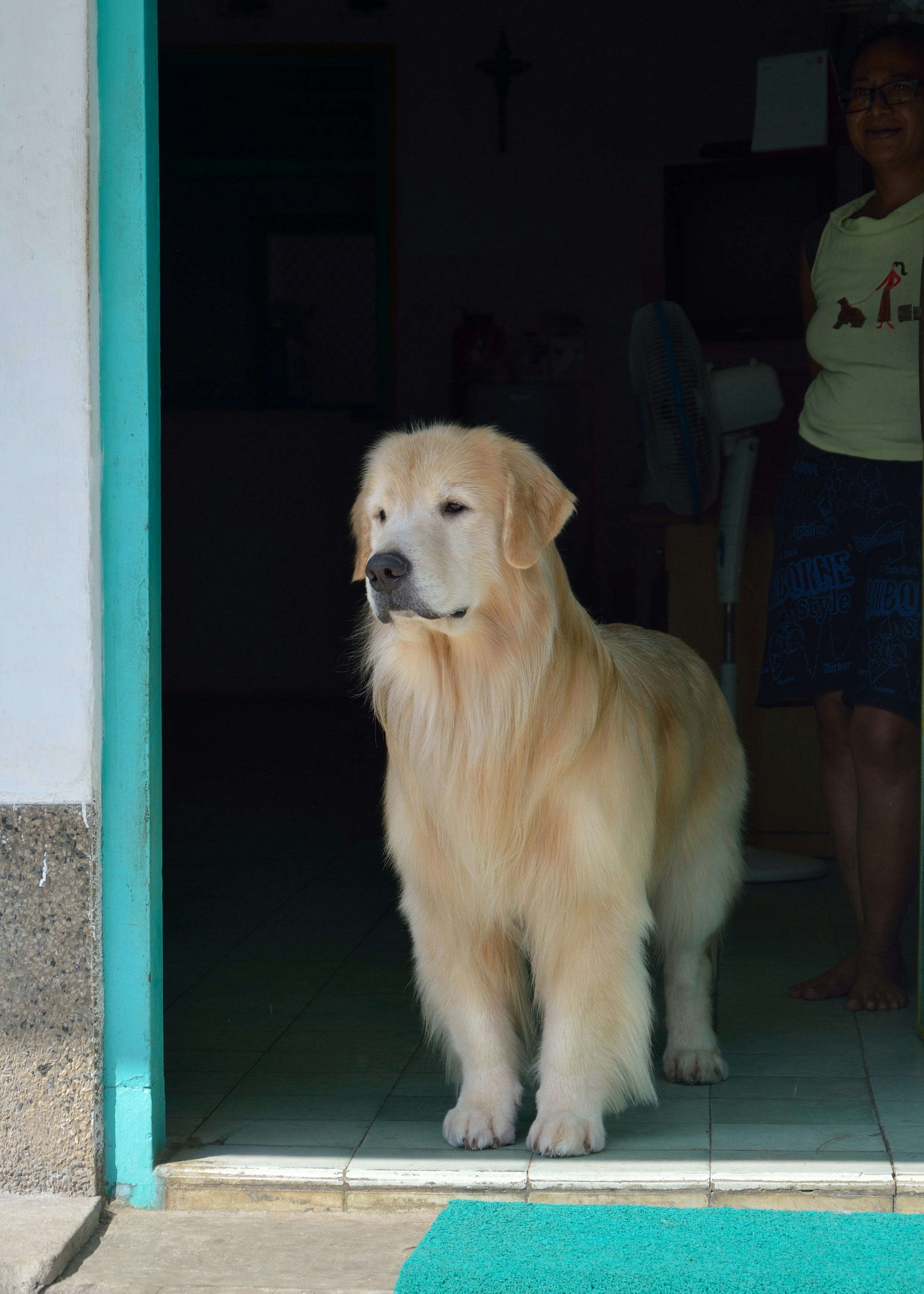Teal Threshold Guardian: A Golden Retriever at Home Entrance