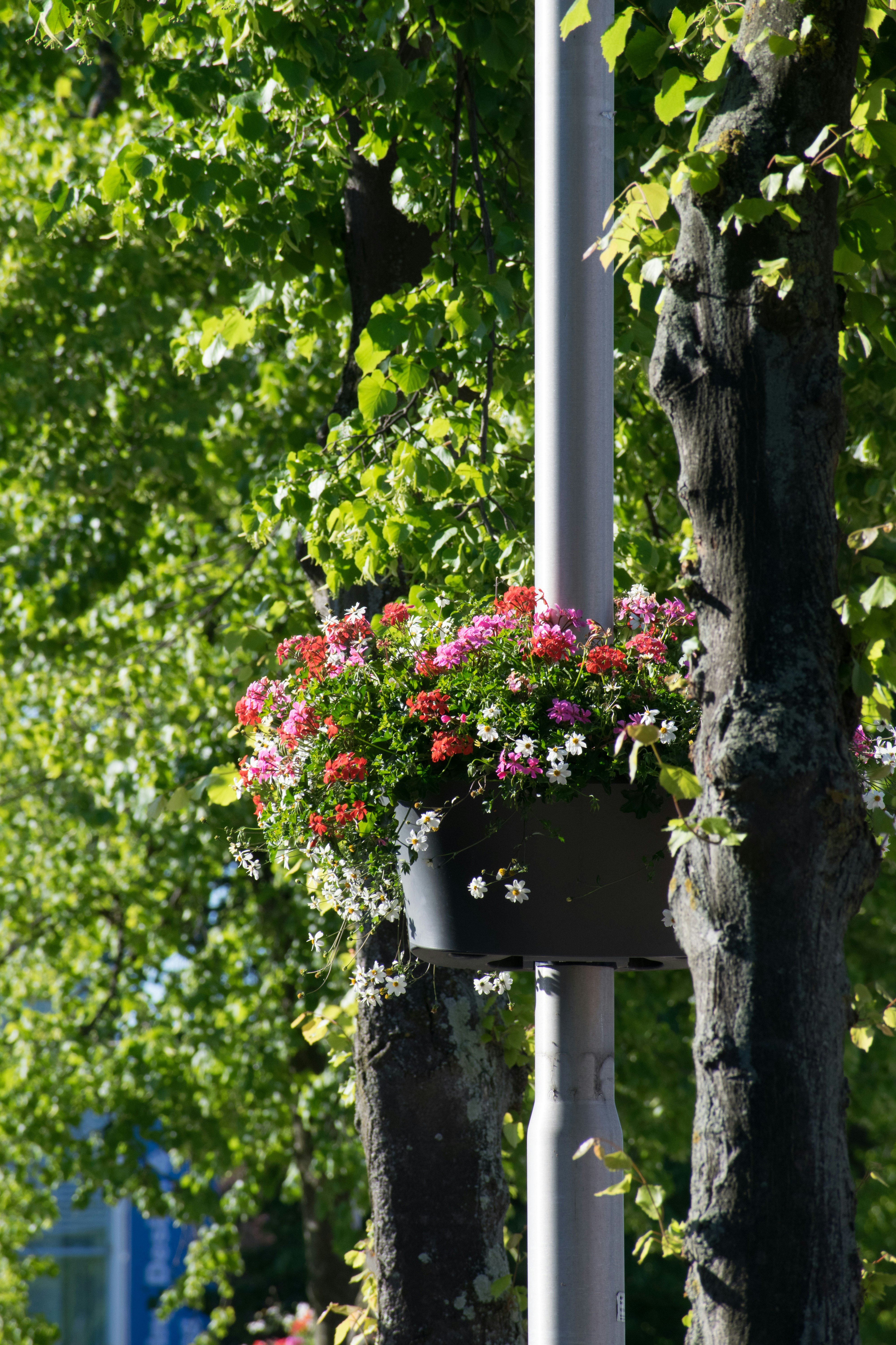 A lot of cities in the Netherlands have these flower baskets on the electric poles and street lights. They improve the visual appeal of the roads and make the poles somewhat decorative. They are pretty cool.