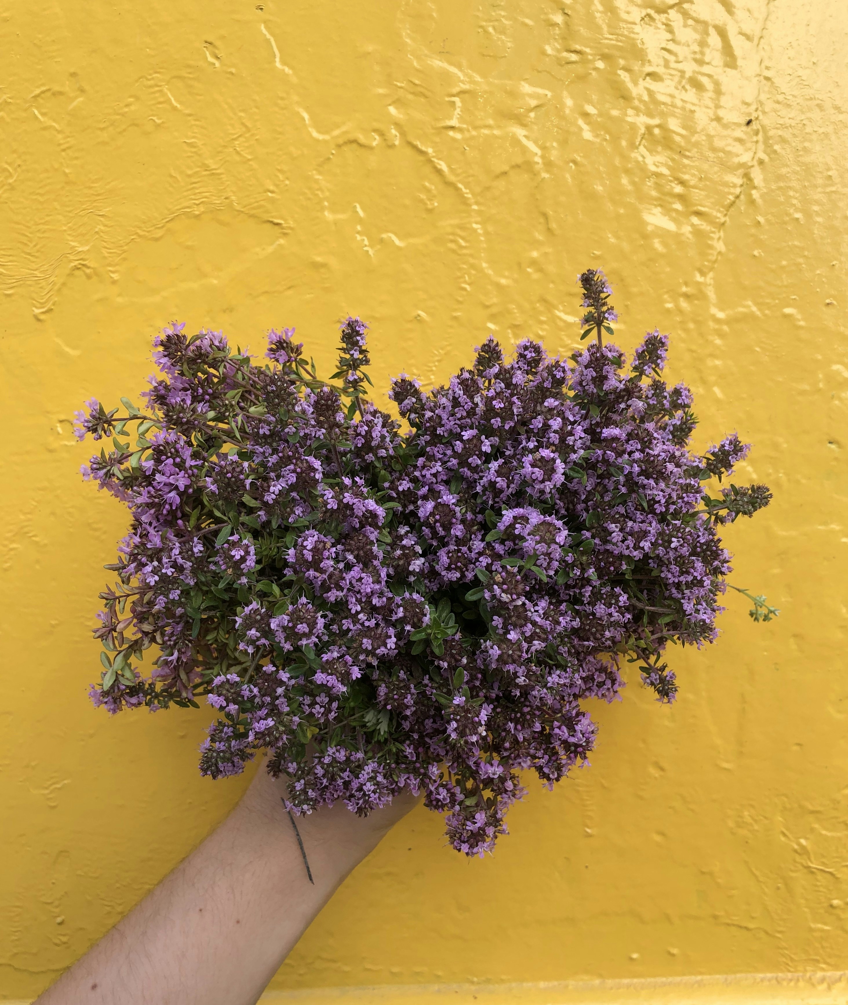 Hand holding a lush bouquet of purple flowers against a bright yellow wall.