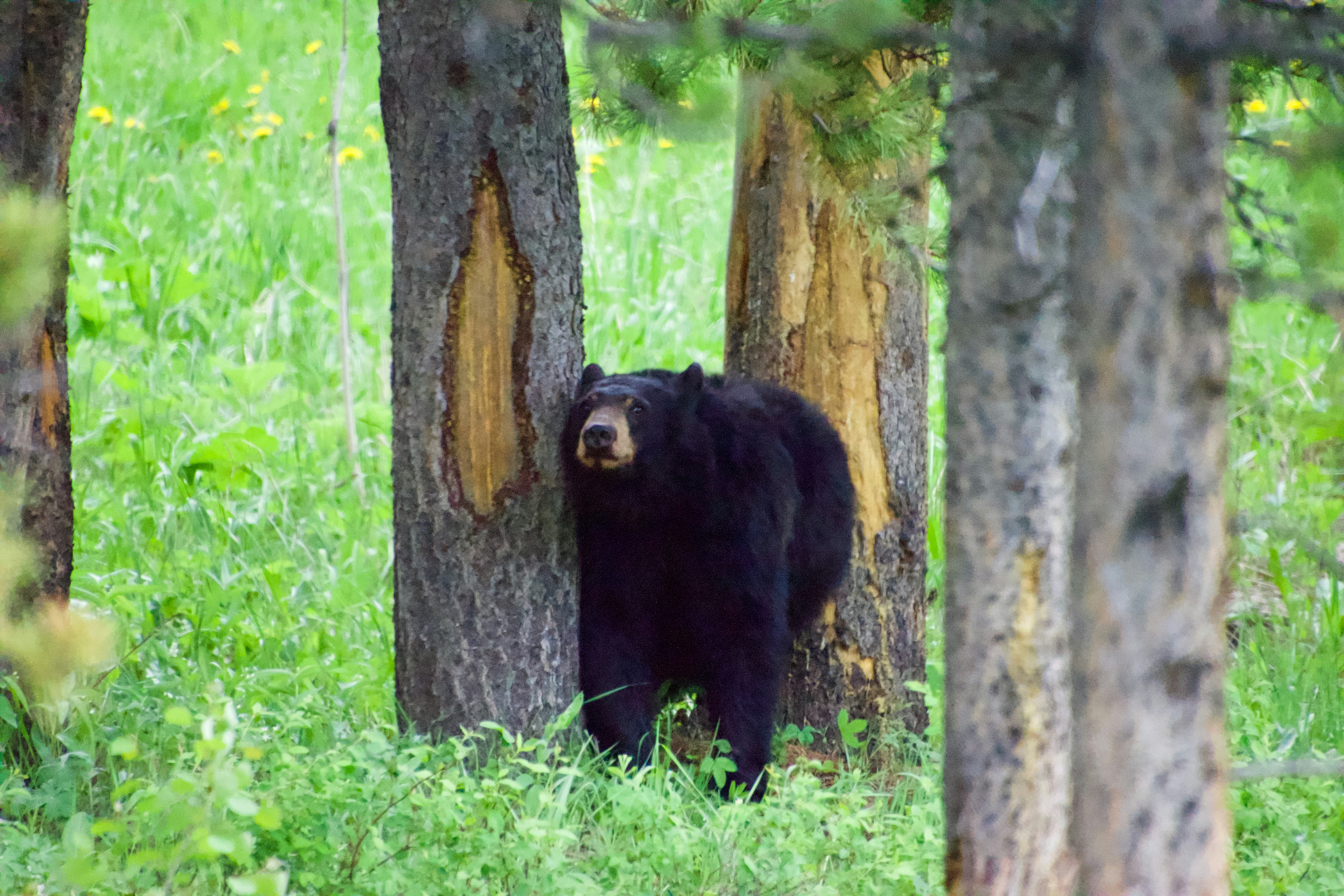 Black bear standing near trees in a lush green forest, showcasing the harmony of wildlife and nature.
