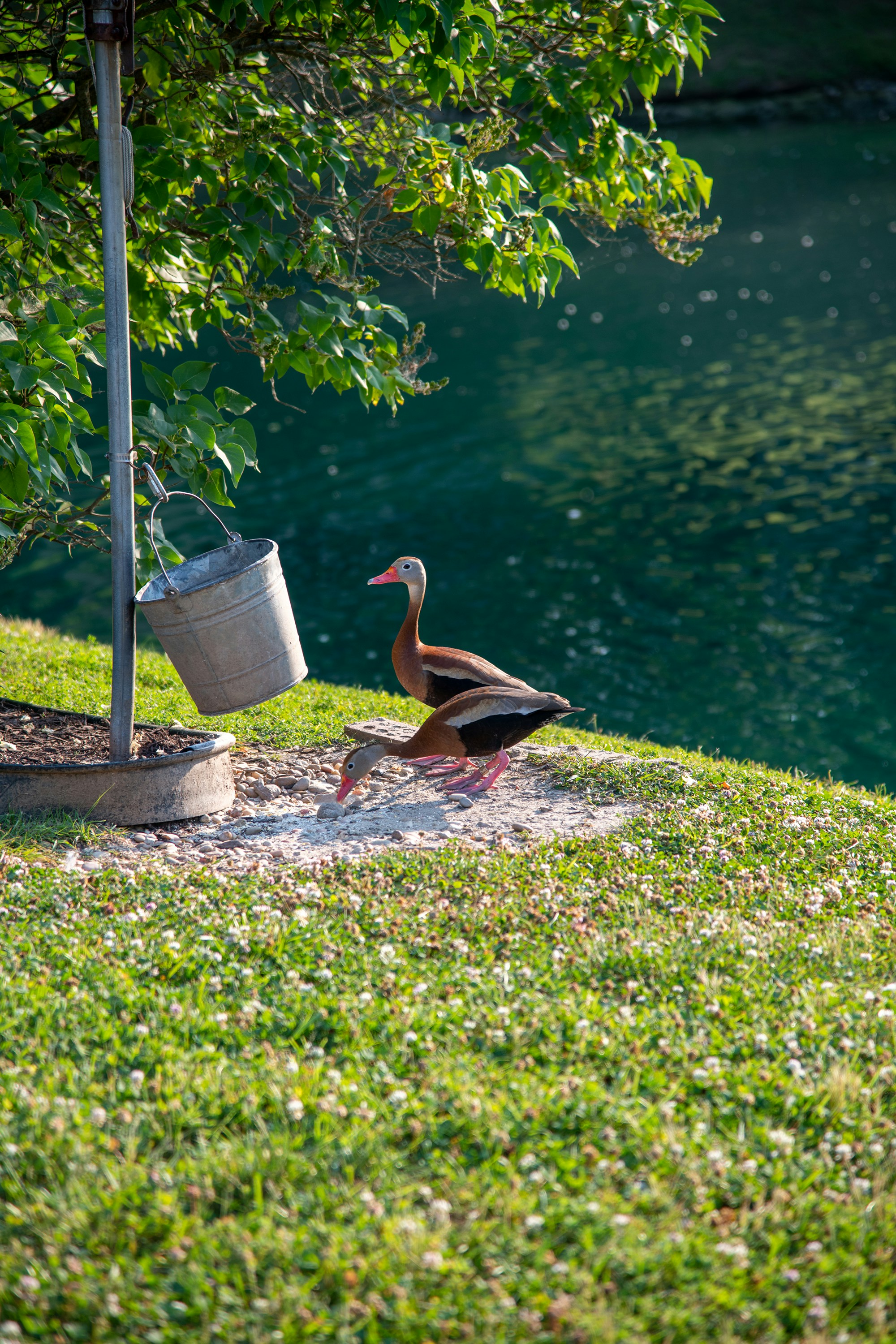 A black-bellied whistling duck walking along the grassy bank beside a serene pond, with a bucket hanging from a nearby tree.