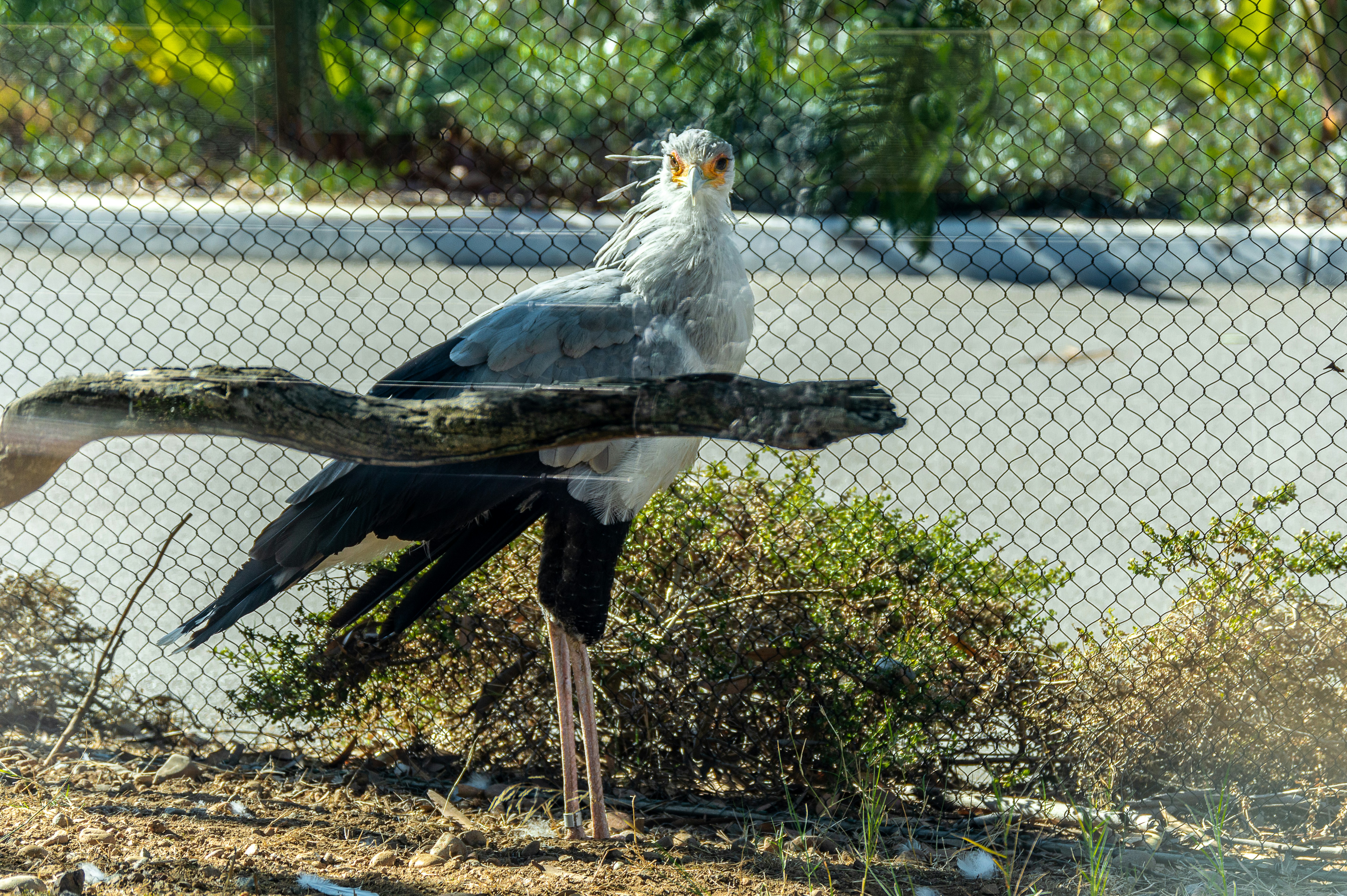 Sunlit Gull on a Weathered Perch beside a Chain-Link Backdrop