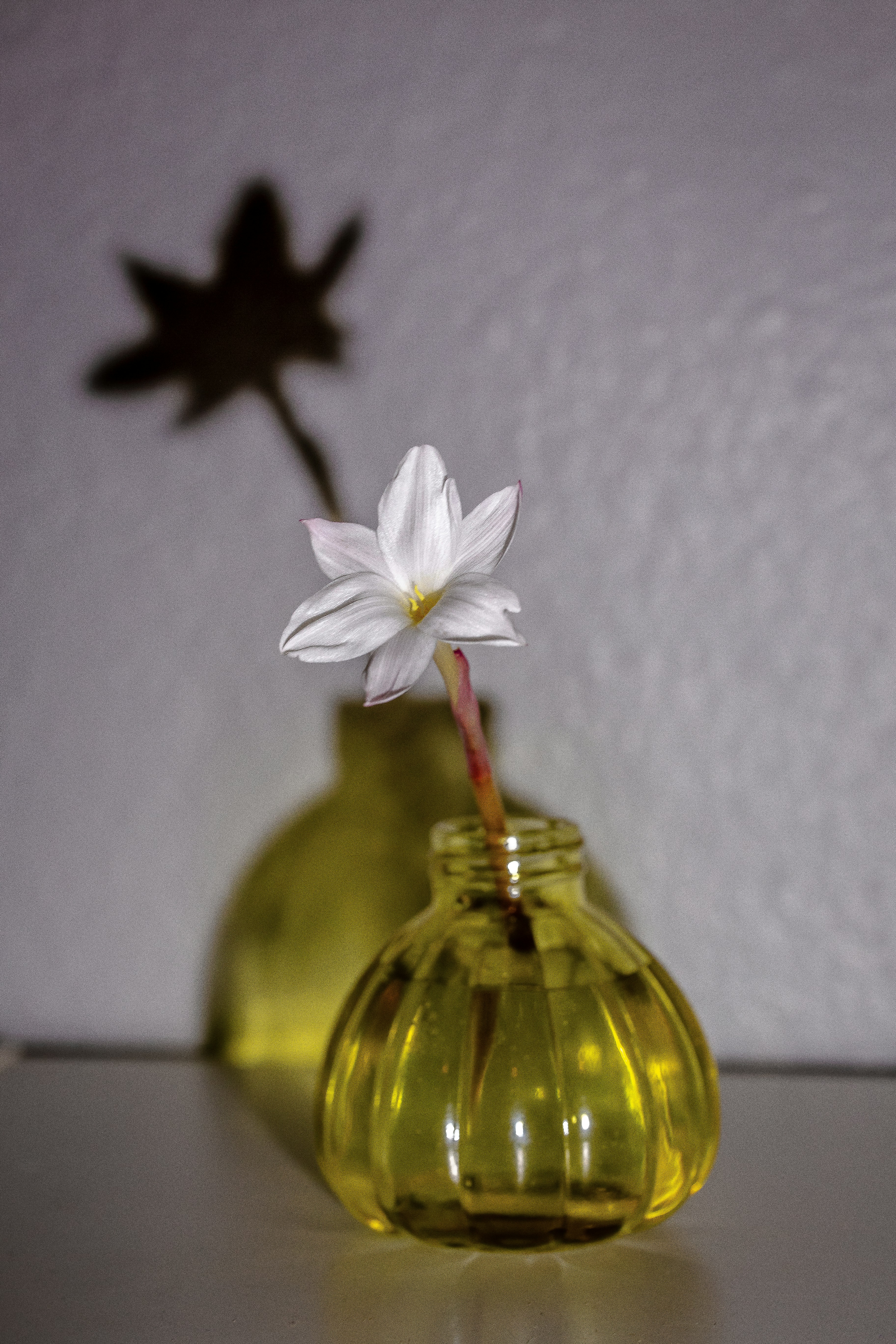 A single flower in a yellow vase