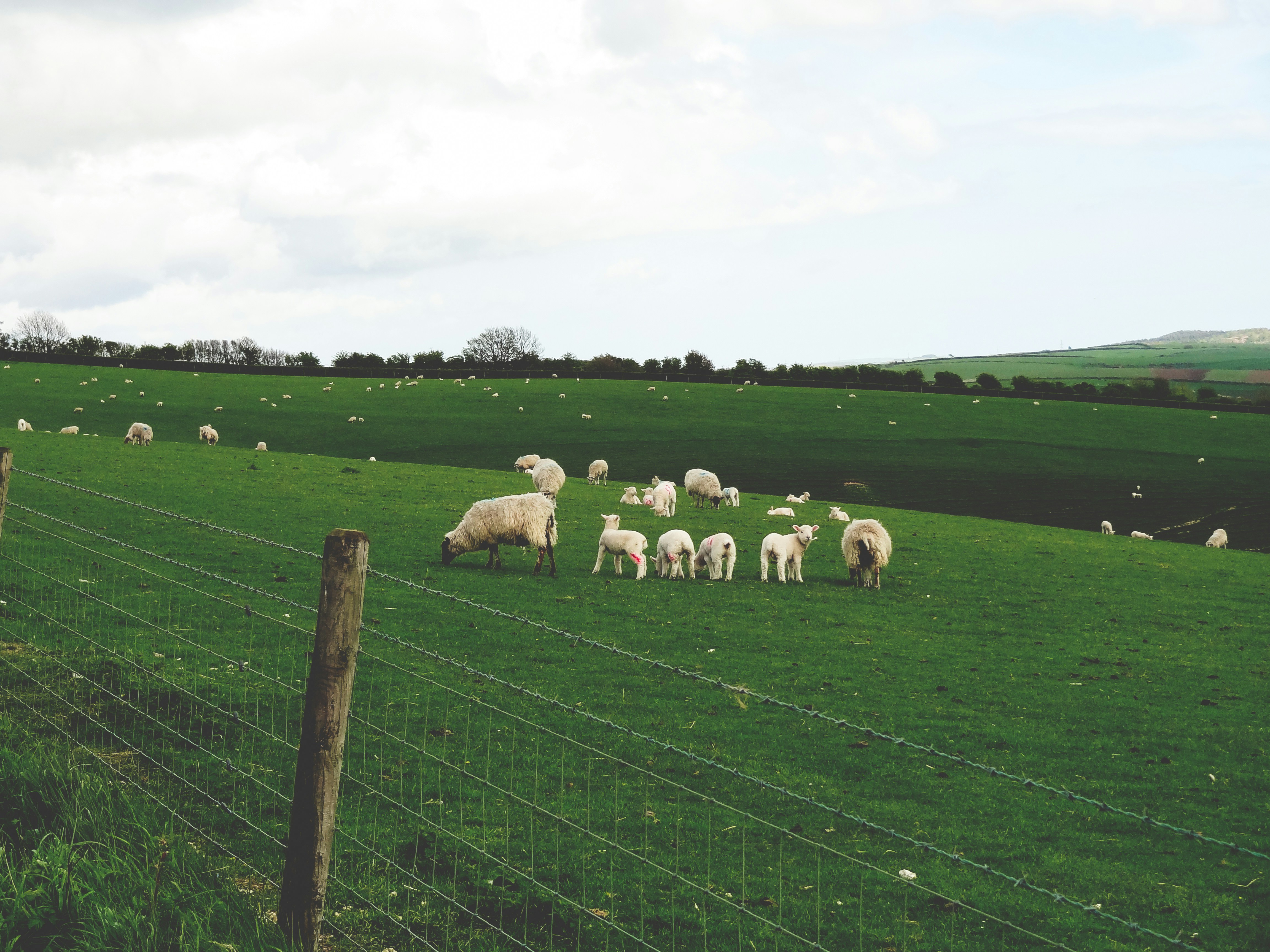 A serene landscape featuring grazing sheep and playful lambs on lush green fields, bordered by a rustic fence. The scene captures the essence of rural tranquility.