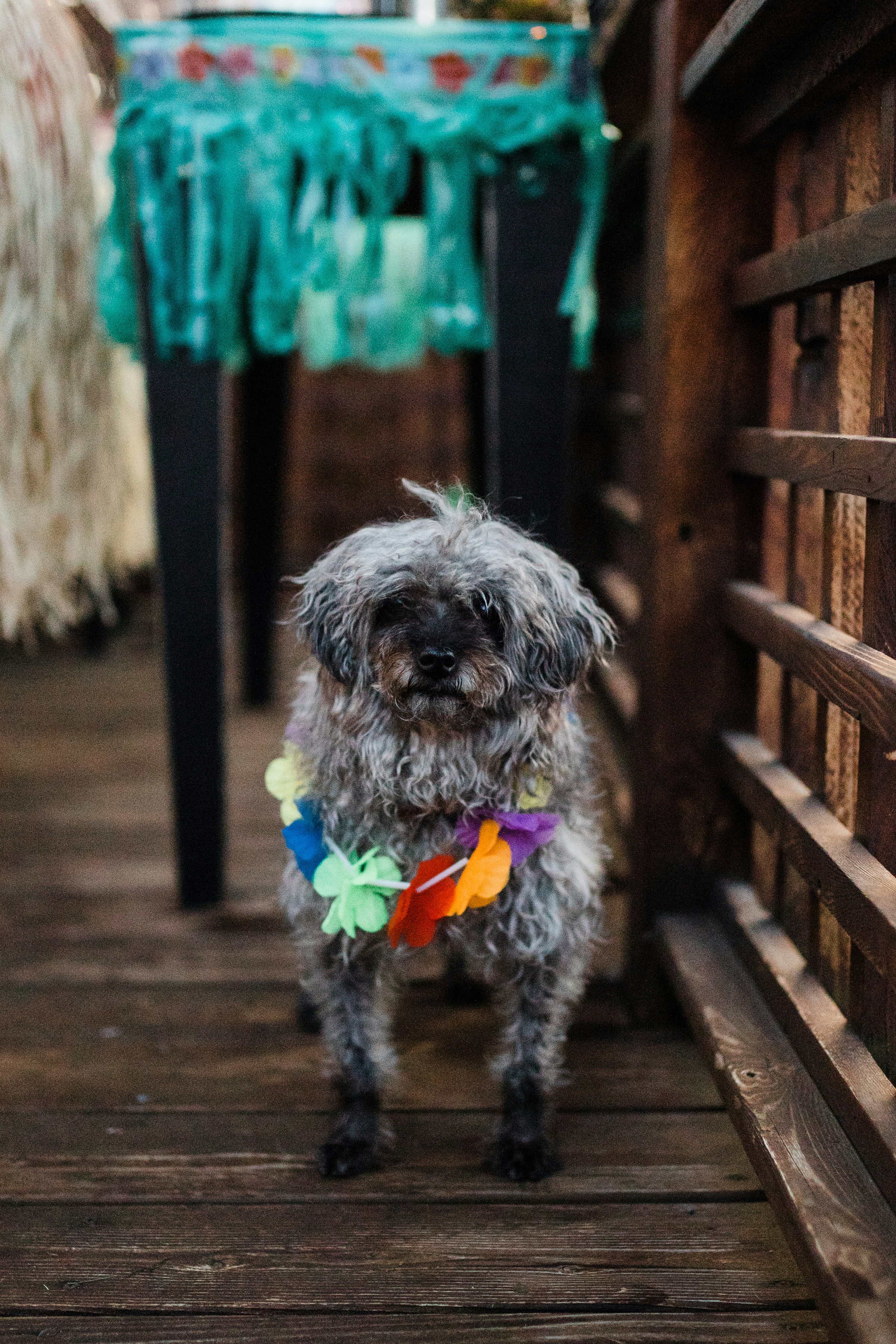 A small dog adorned with a colorful floral lei stands on a wooden deck, surrounded by vibrant decorations.